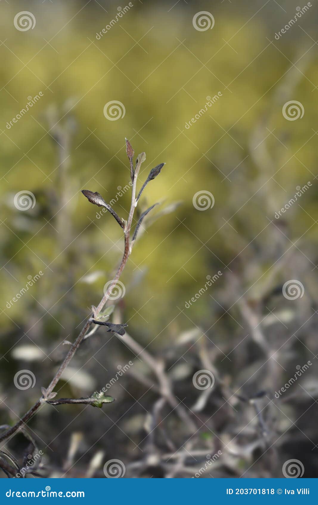 Wire Netting Bush Stock Photos - Free & Royalty-Free Stock Photos from ...