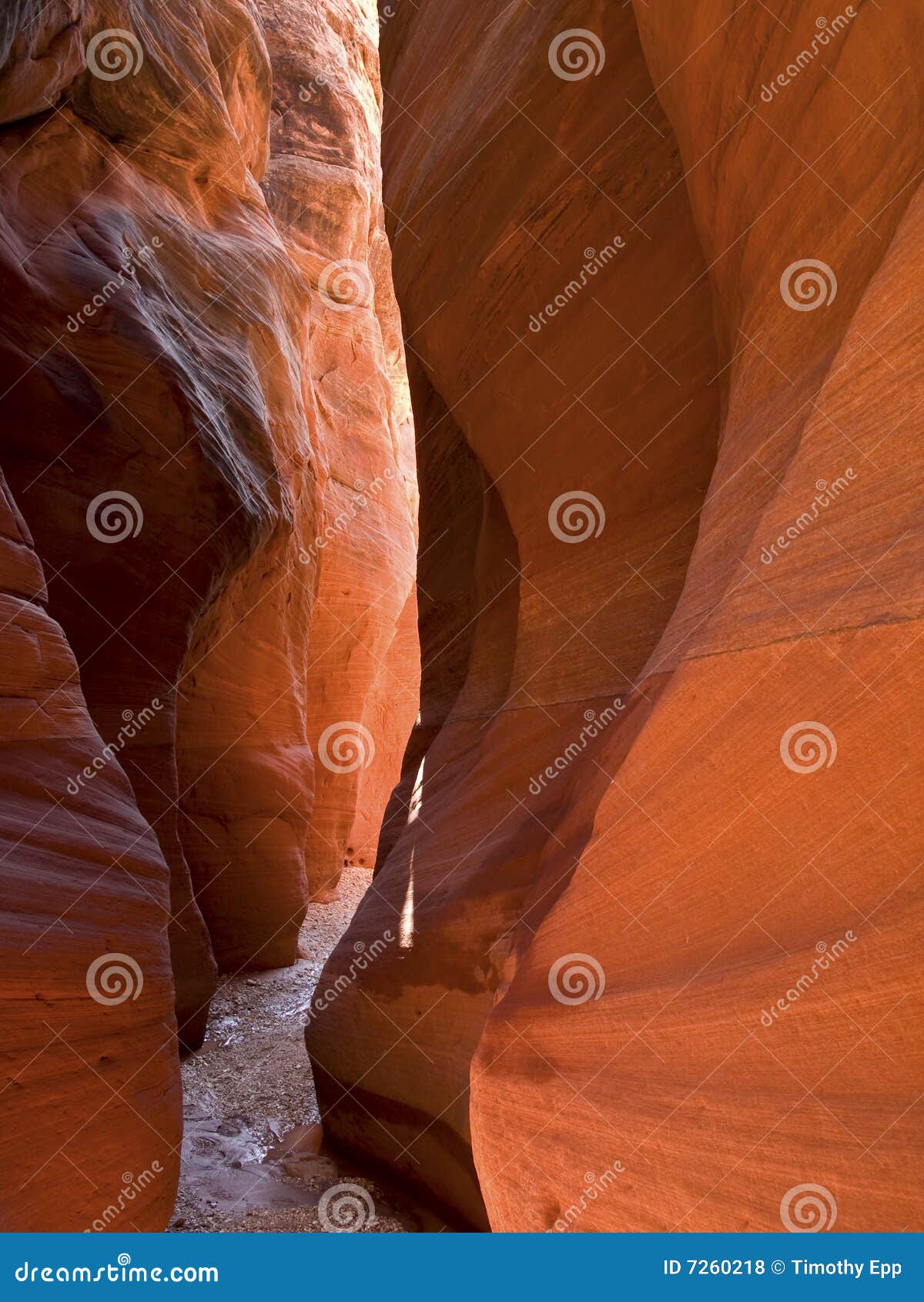 Wire Pass Canyon stock photo. Image of nature, arizona - 7260218