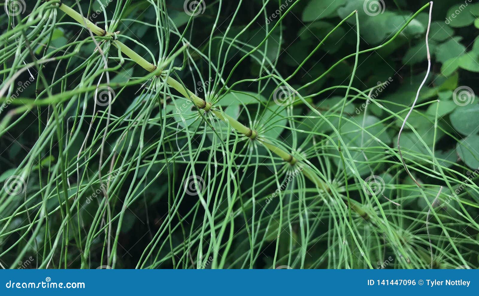 Wire plant stock photo. Image of wire, contrast, looking - 141447096