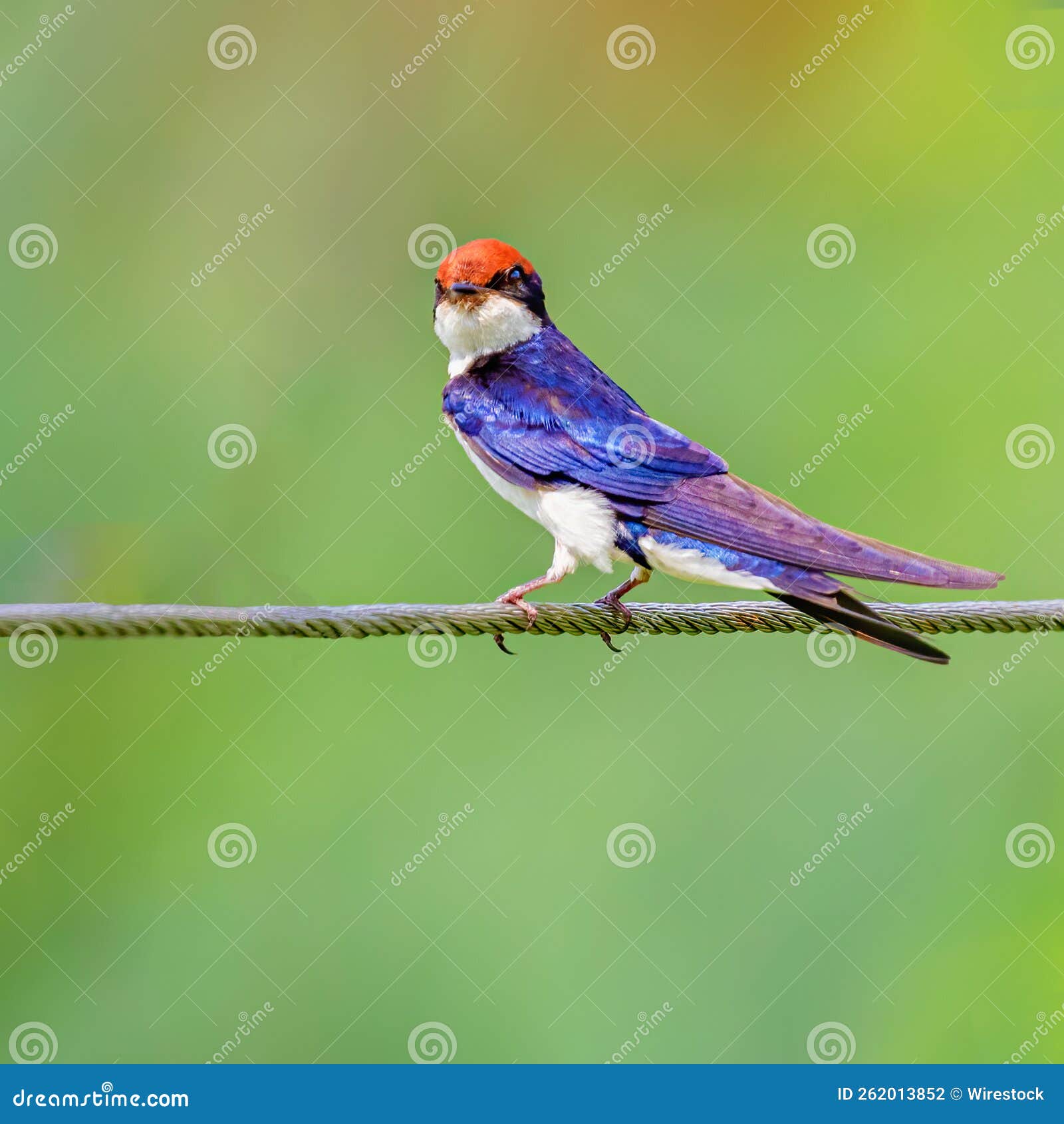 Wire Tail Swallow Looking into Camera while Sitting on a Wire Stock ...