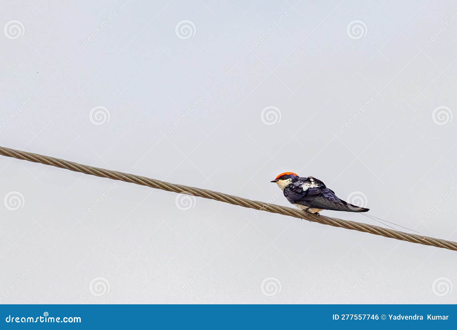 A Wire Tail Swallow Sitting Stock Photo - Image of tree, green: 277557746