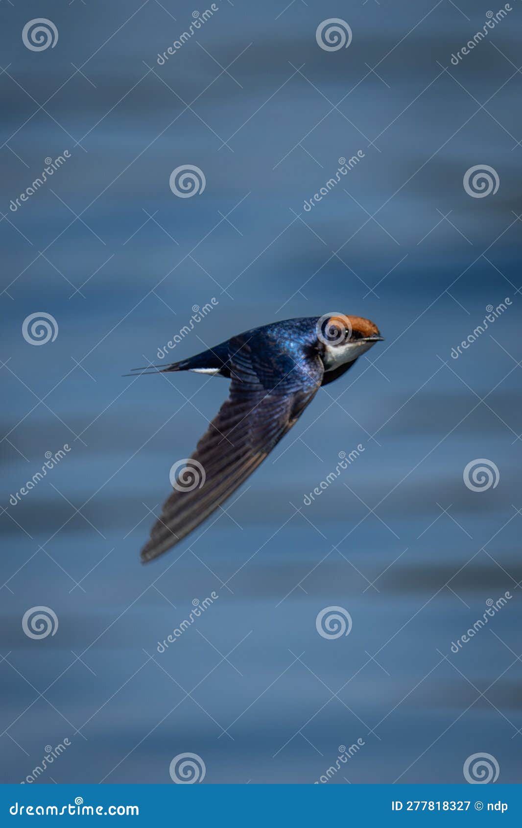 Wire-tailed Swallow with Catchlight Flies Across River Stock Image ...