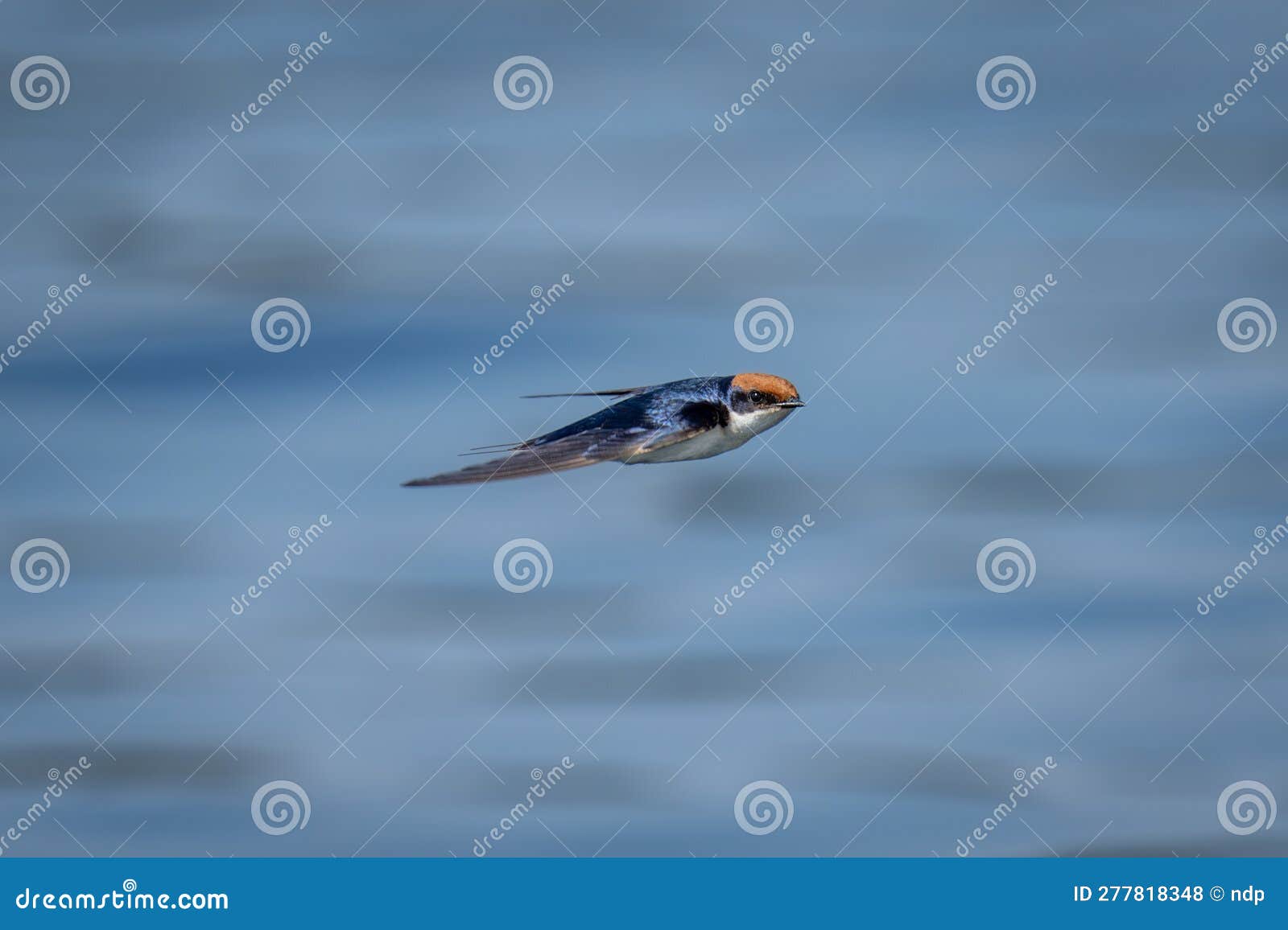 Wire-tailed Swallow with Catchlight Flying Across River Stock Photo ...