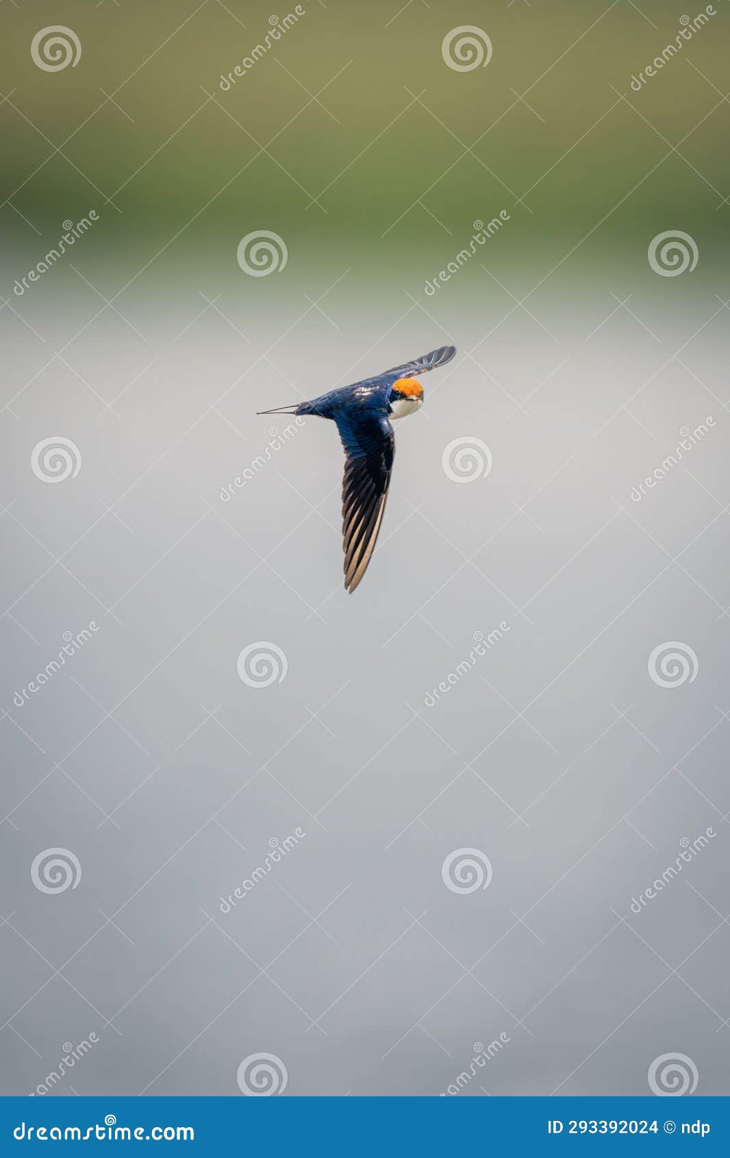 Wire-tailed Swallow Flies Across River in Sunshine Stock Photo - Image ...