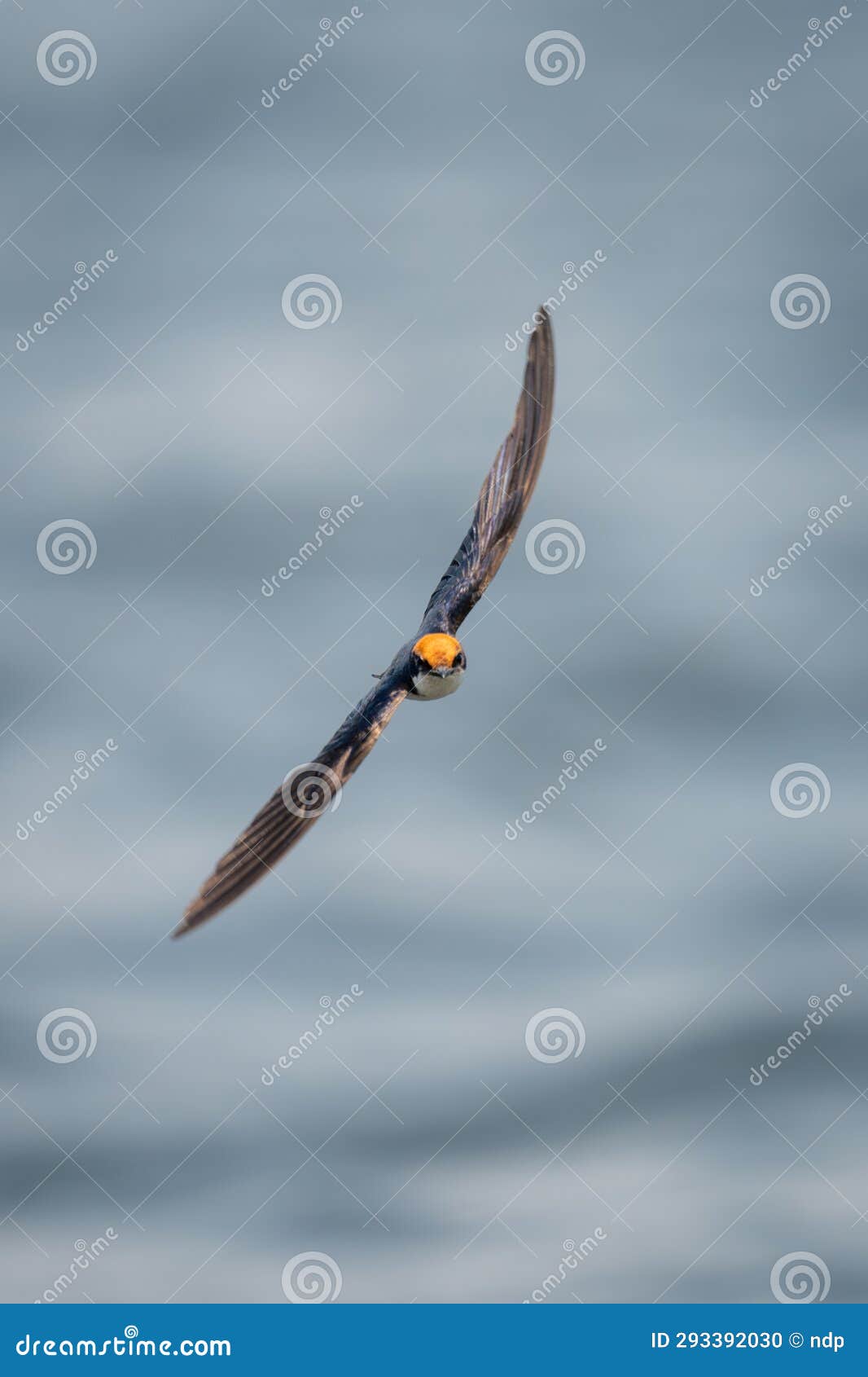 Wire-tailed Swallow Flies Across River Towards Camera Stock Photo ...