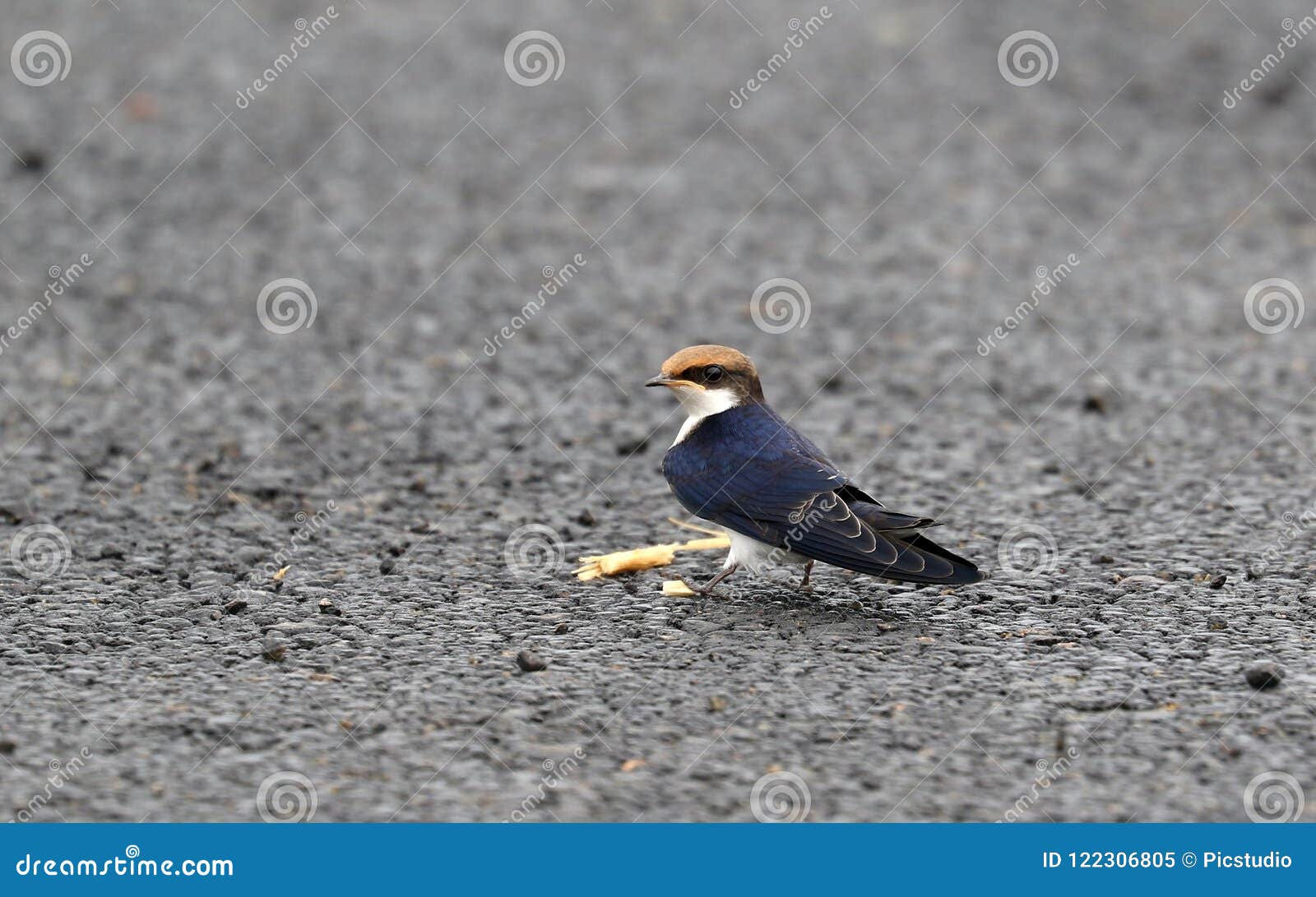 Wire tailed swift stock image. Image of beautiful, shot - 122306805