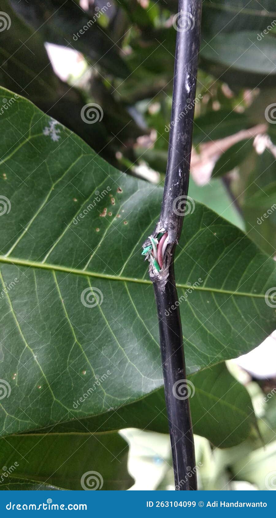 Bited Cable Stock Photos - Free & Royalty-Free Stock Photos from Dreamstime