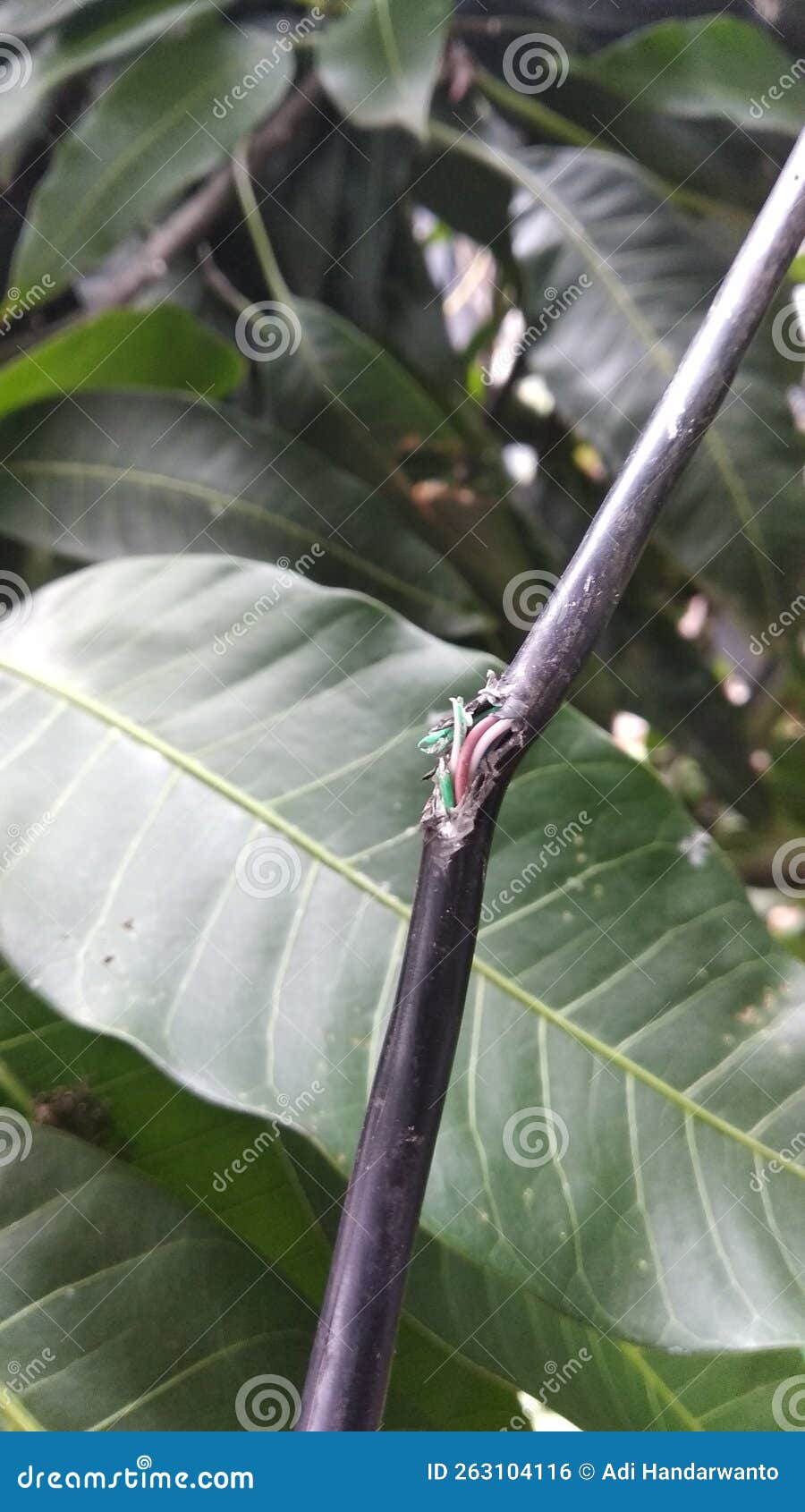 The Wire Was Bited by the Rat Stock Photo - Image of food, animal ...