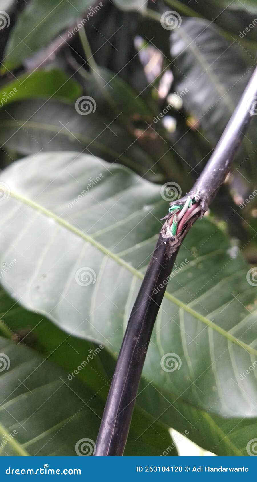 The Wire Was Bited by the Rat Stock Photo - Image of butterfly ...