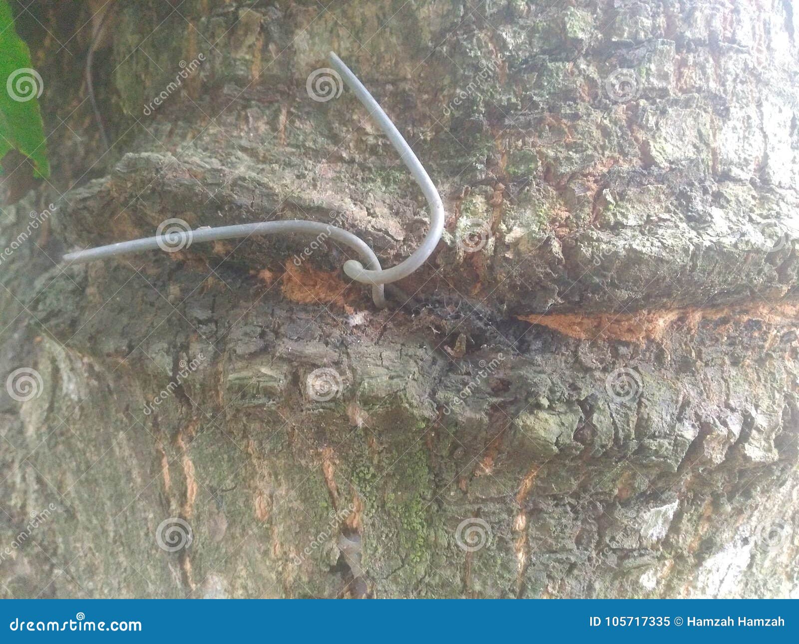 Wire on the tree stock image. Image of twining, bark - 105717335