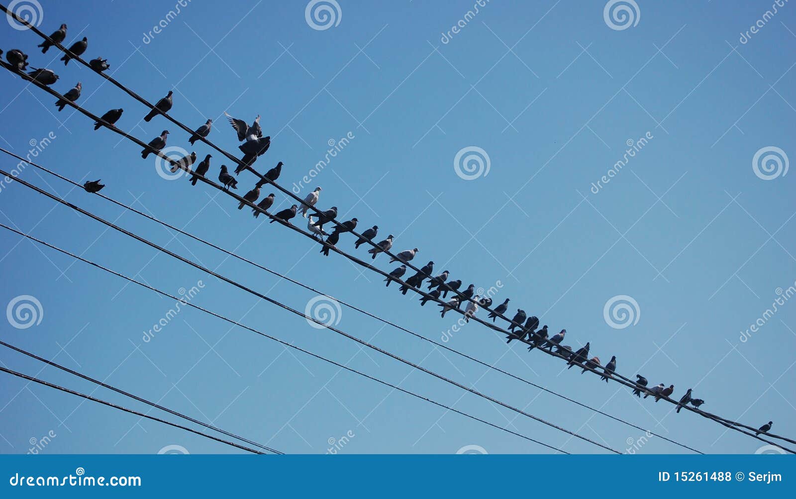 Wired birds stock photo. Image of wire, circuit, stand - 15261488