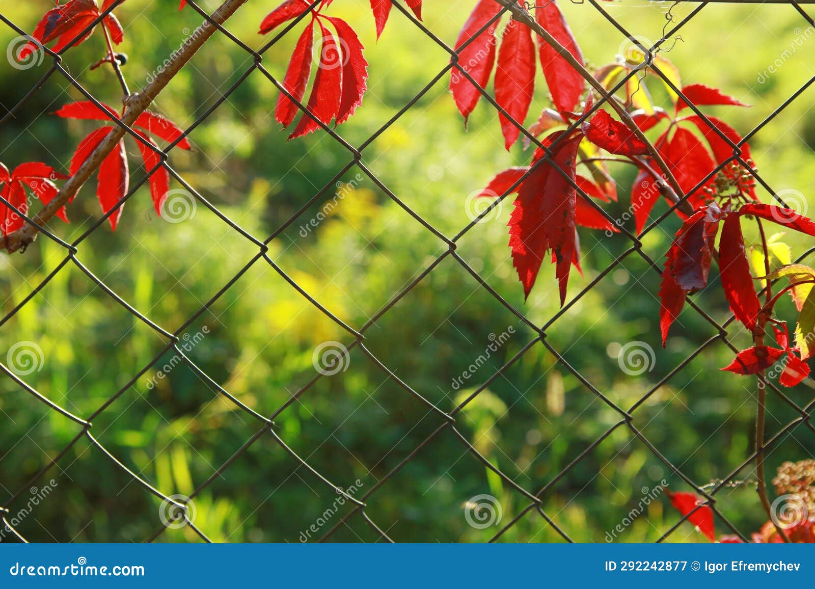 Wired Fence in the Garden Area.Fence on Green Grass Background. Stock ...