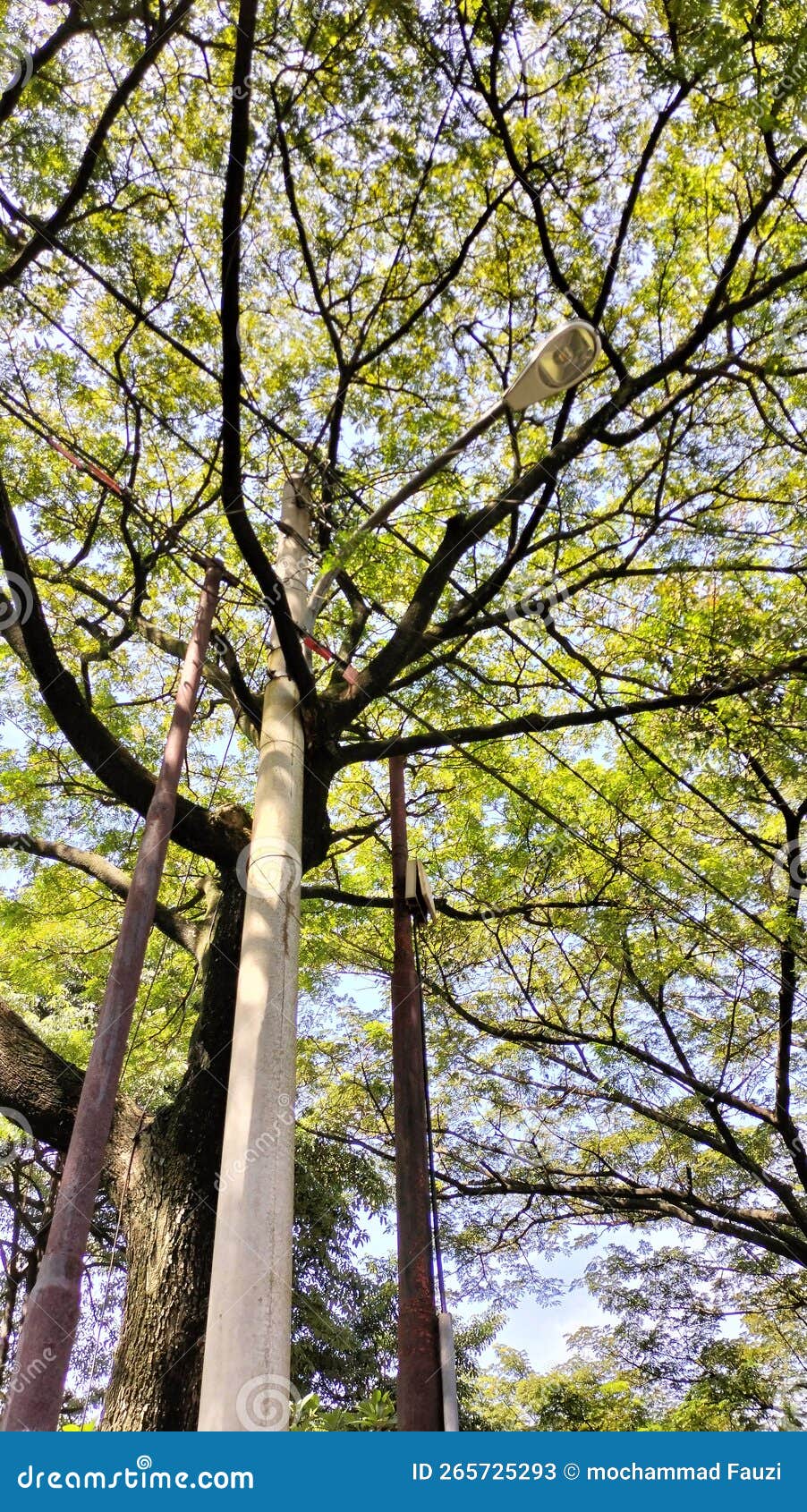 Wired and Tree stock image. Image of lines, tree, wired - 265725293