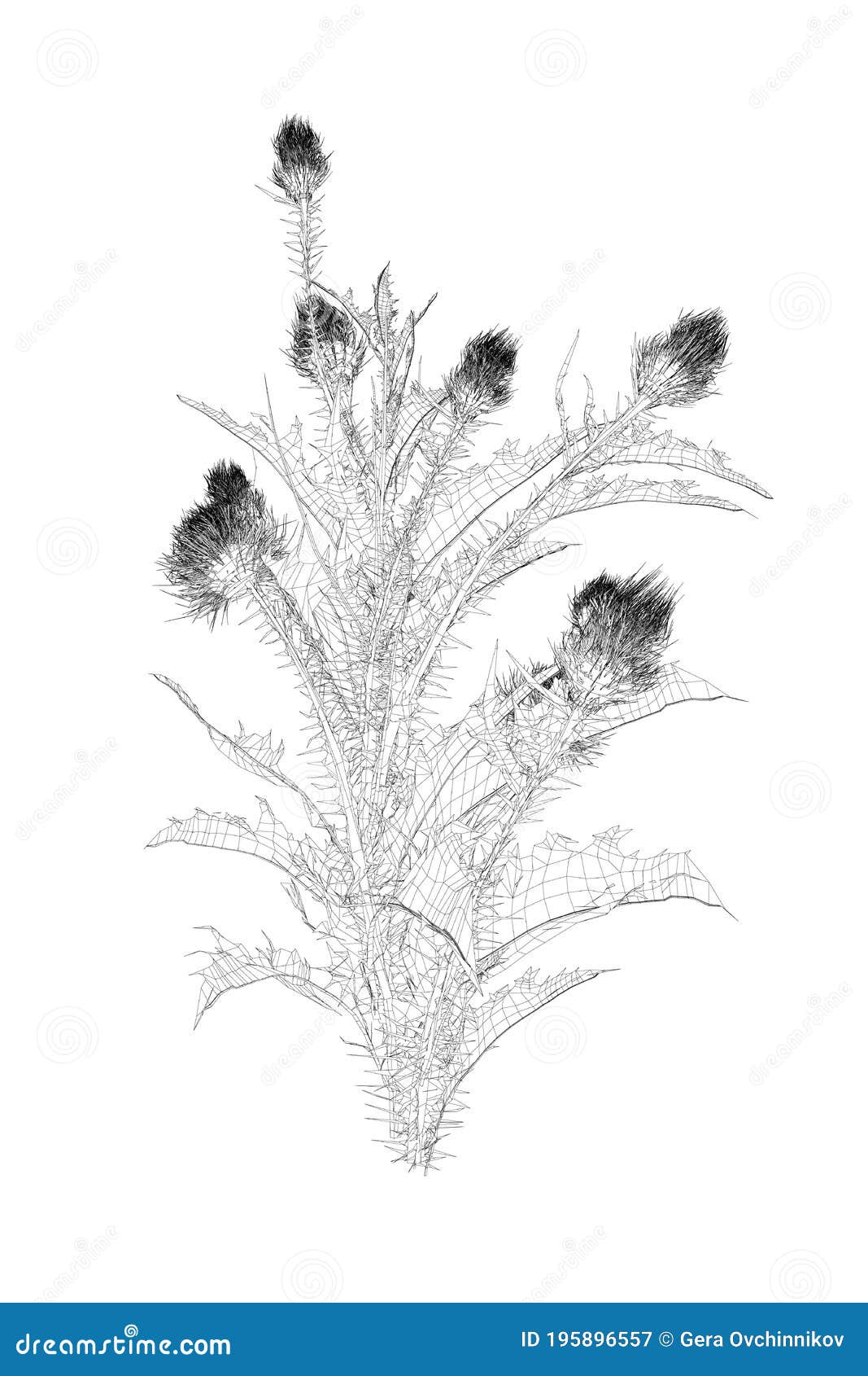 Wireframe of Flowers with Sharp Leaves from Black Lines Isolated on ...