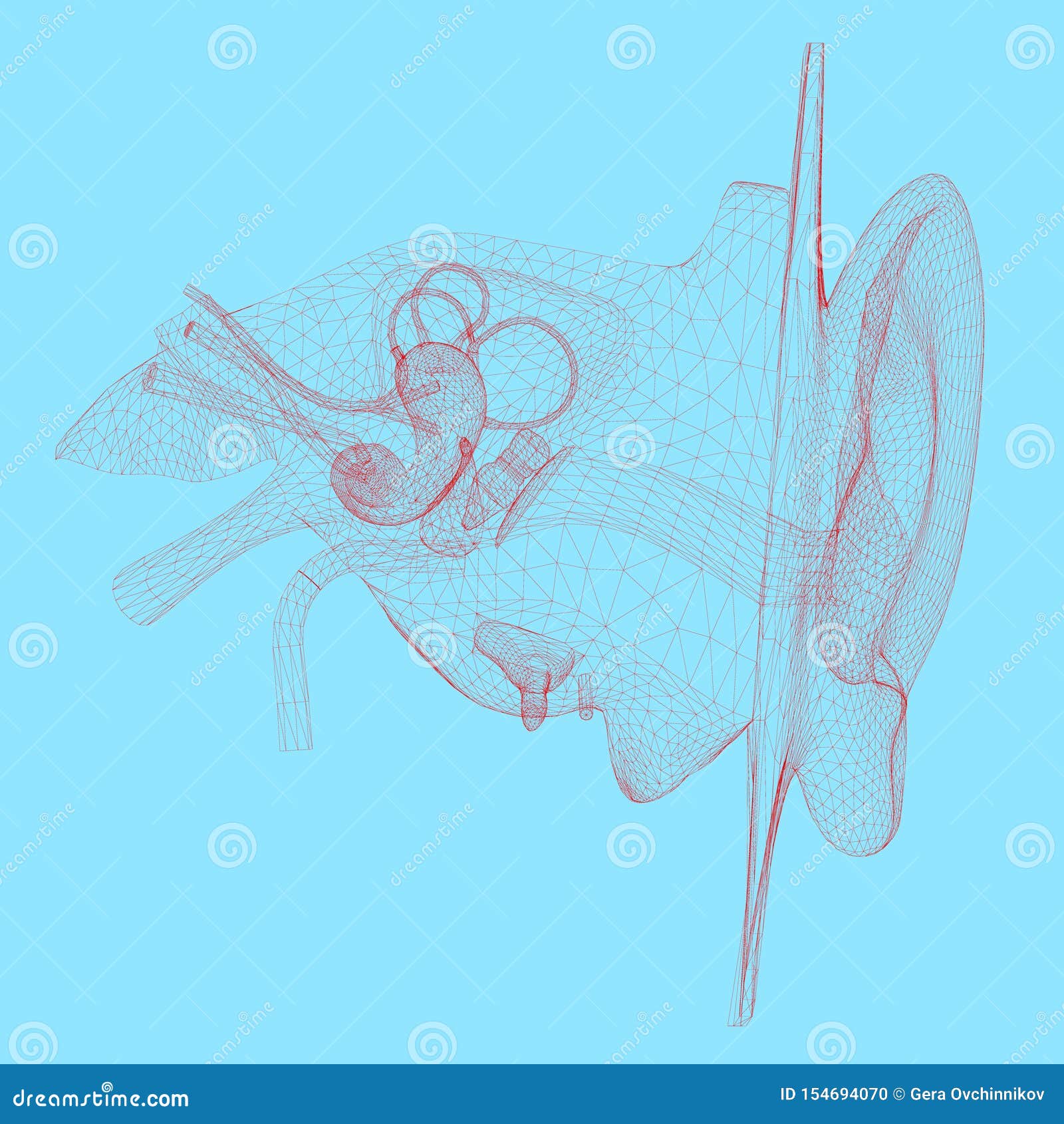 Wireframe of the Human Ear with Internal Organs. 3D Stock Vector ...