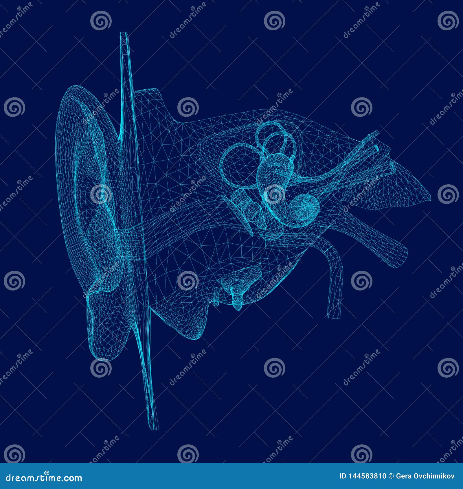 Wireframe of the Internal Structure of the Human Ear. 3D. Front View ...