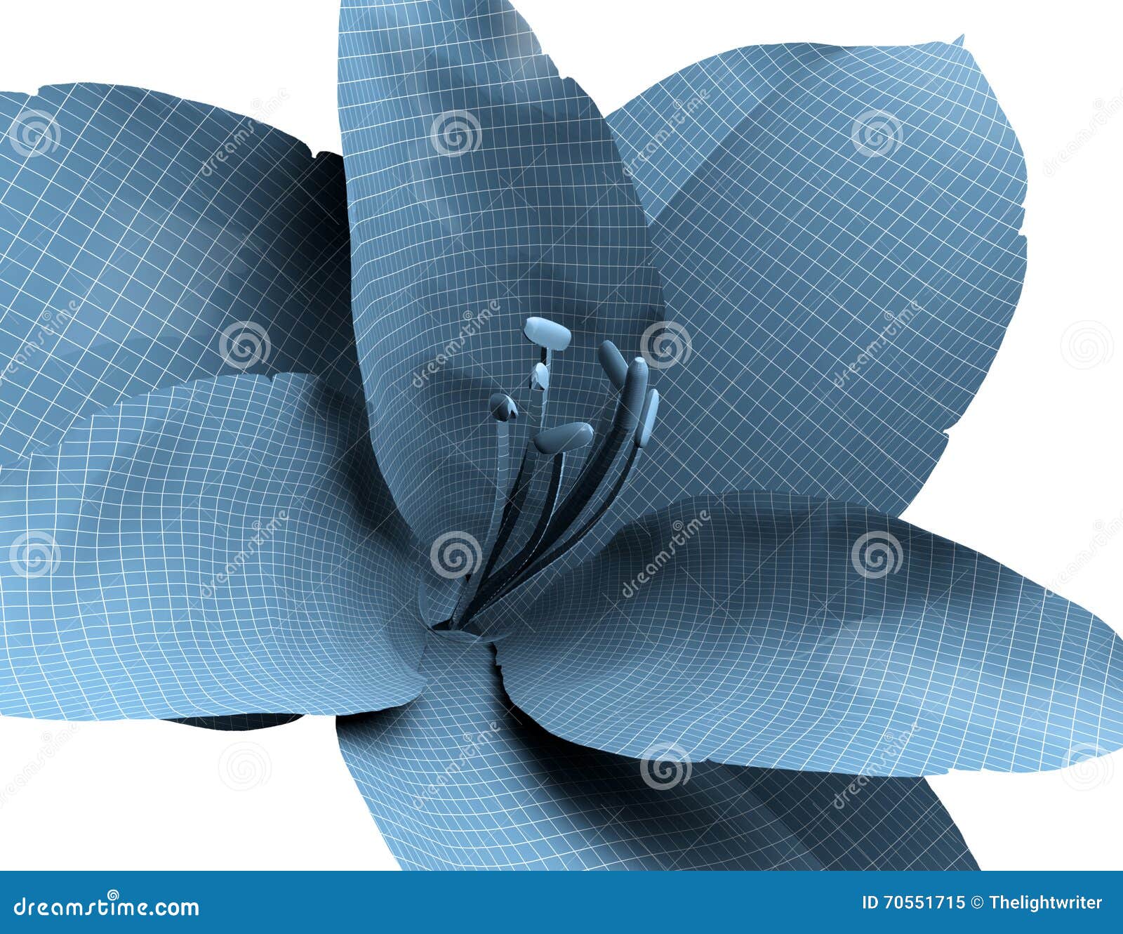 Wireframe Lines Flower Isolated on White , the Amaryllis Stock ...