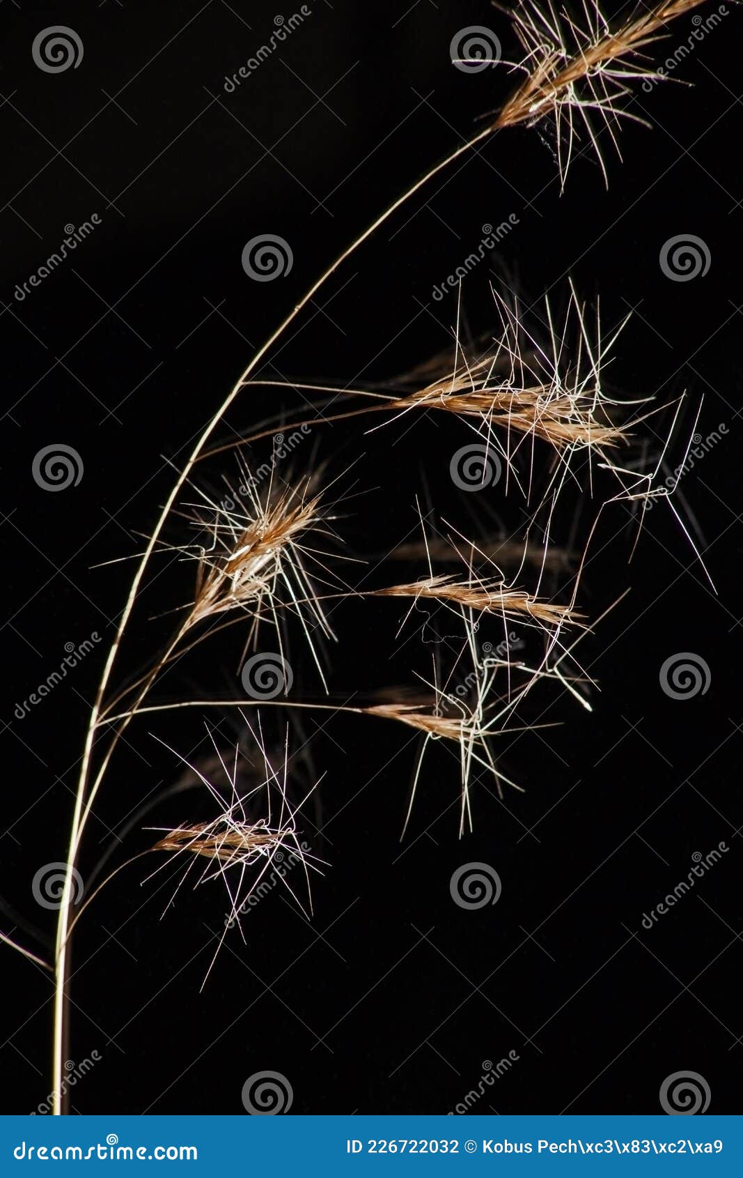 Wiregrass Aristida Sp 14488 Stock Photo - Image of macro, hiking: 226722032