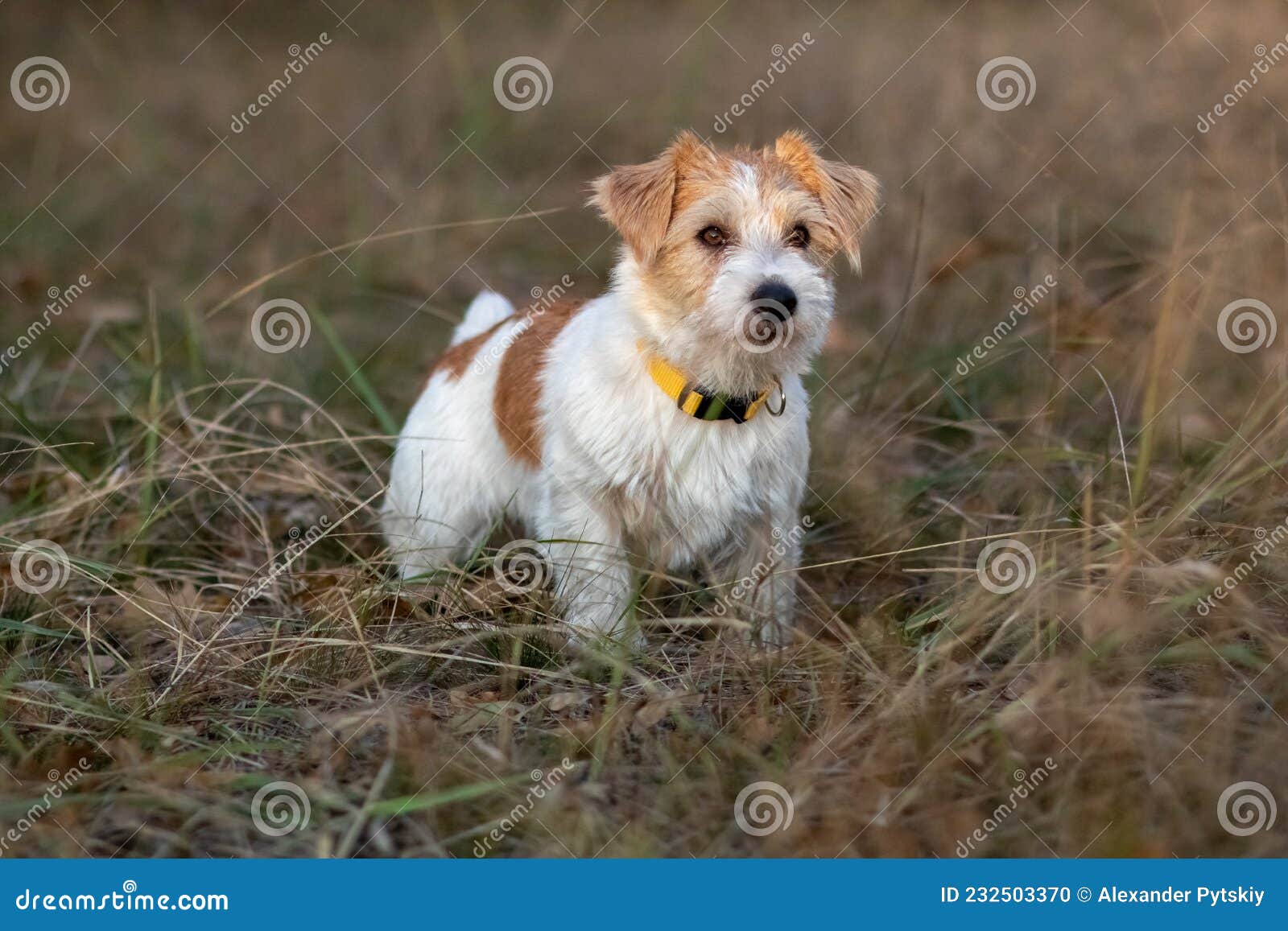 Wirehaired Jack Russell Terrier Puppy Running on the Grass at Dusk ...