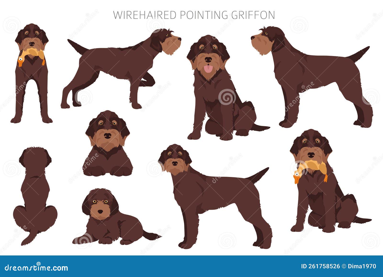 Wirehaired Pointing Griffon Clipart. Different Poses, Coat Colors Set ...