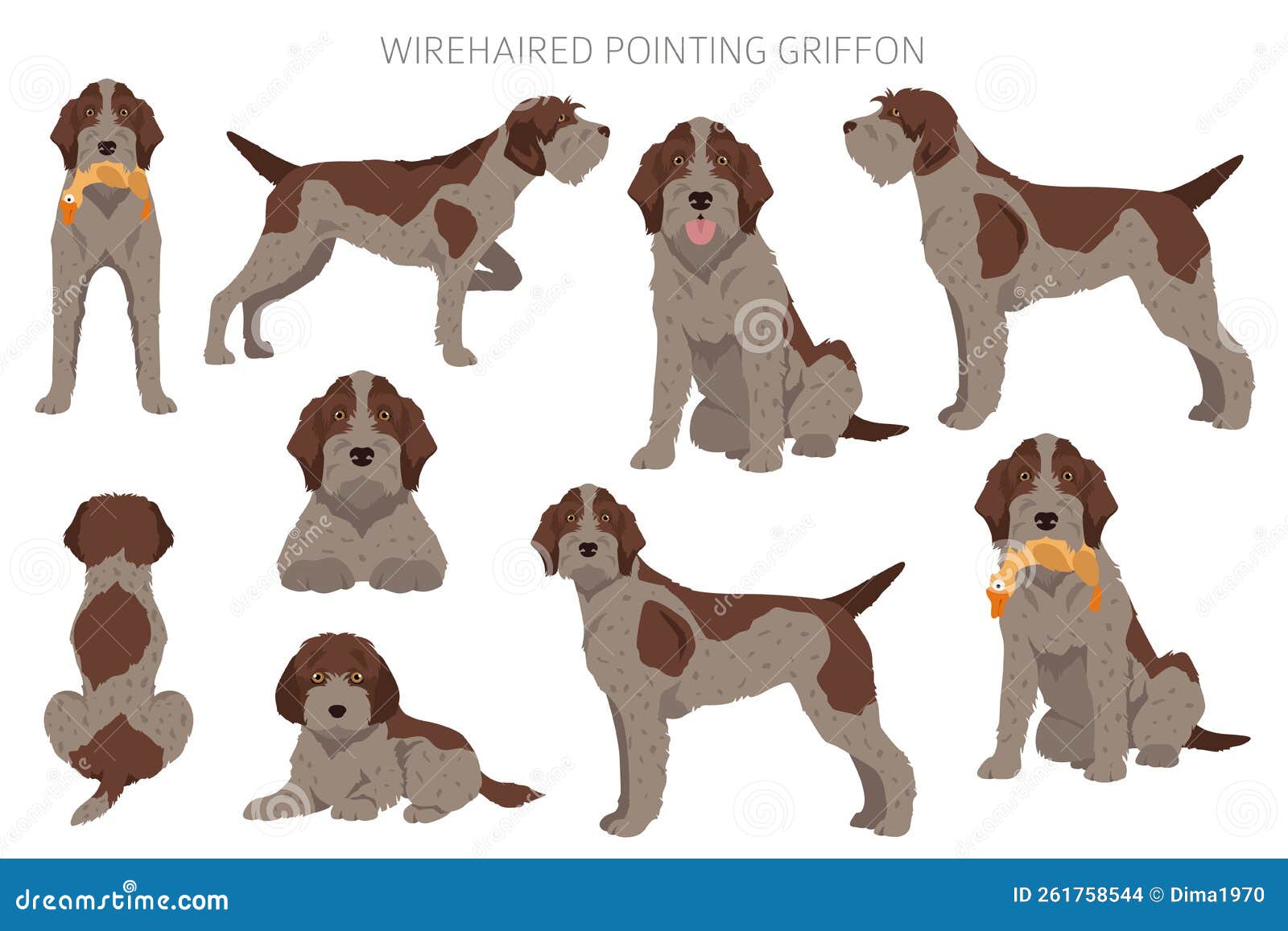 Wirehaired Pointing Griffon Clipart. Different Poses, Coat Colors Set ...