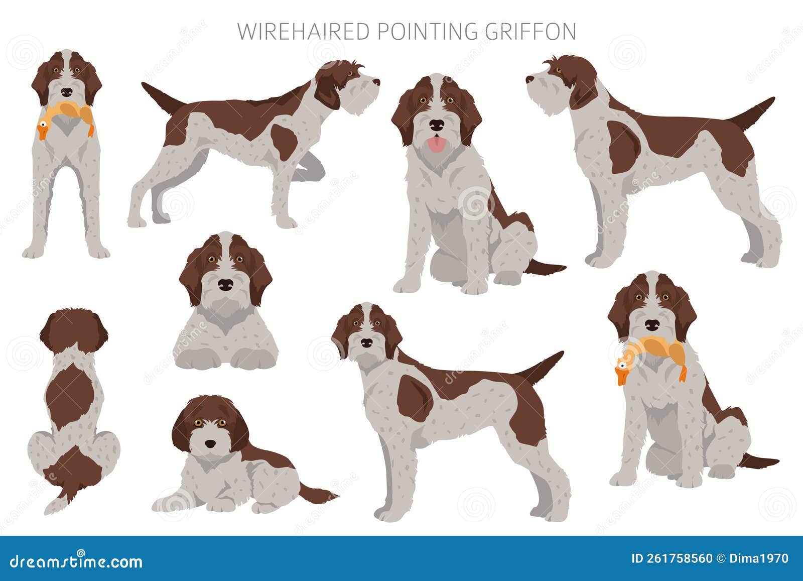 Wirehaired Pointing Griffon Clipart. Different Poses, Coat Colors Set ...