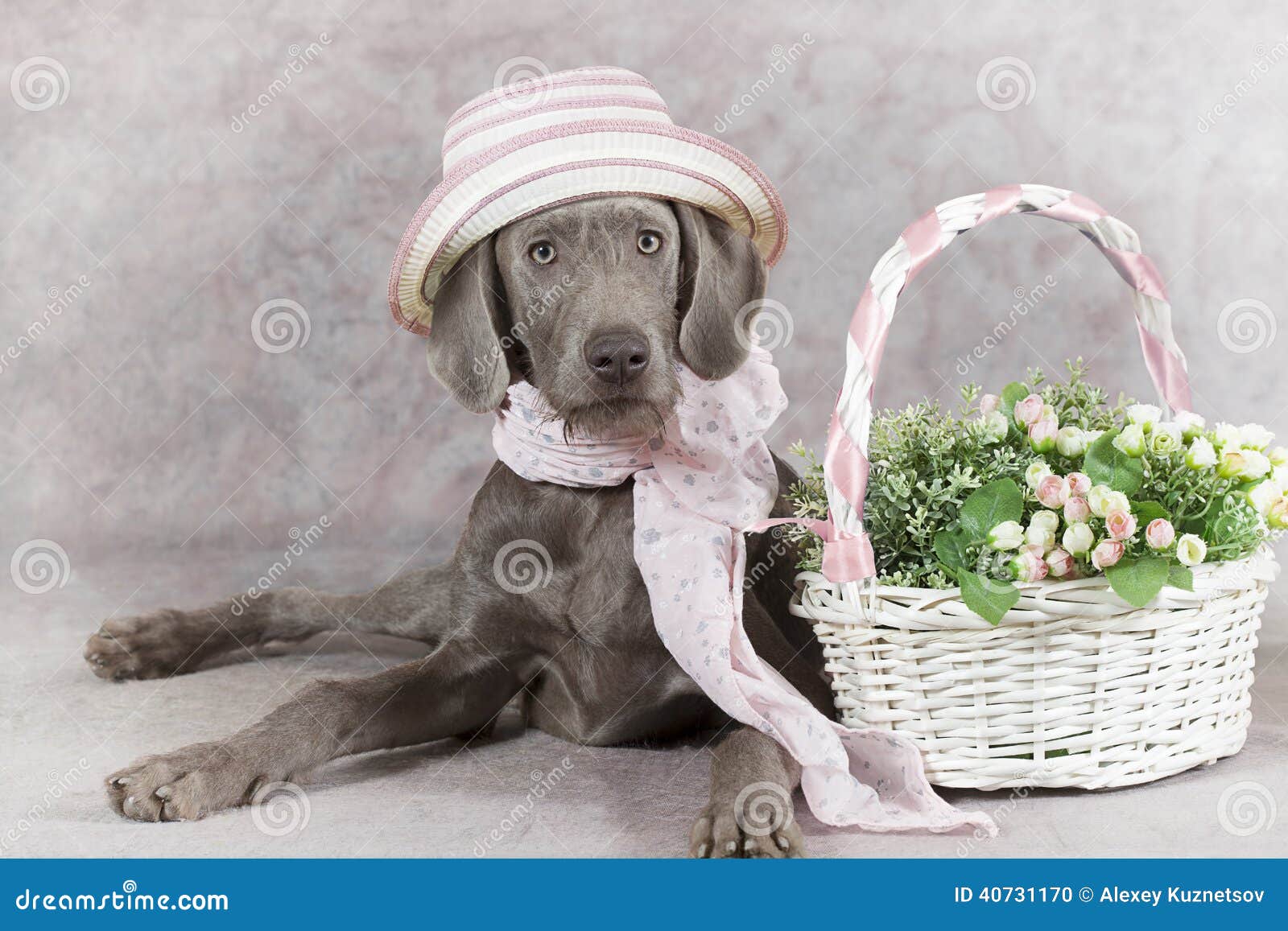 Wirehaired Slovakian Pointer Dog Stock Photo - Image of amusing ...
