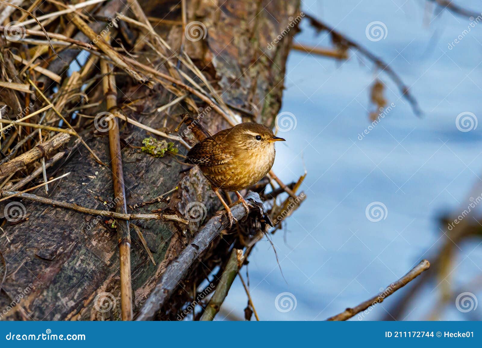 Wiren on a branch stock photo. Image of brown, songbird - 211172744