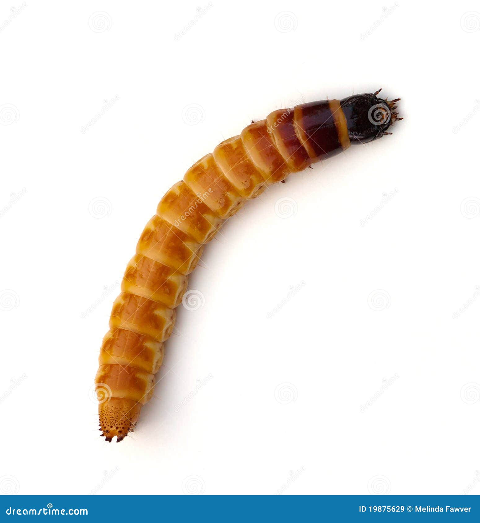 Wireworm Larvae Stock Photos - Free & Royalty-Free Stock Photos from ...