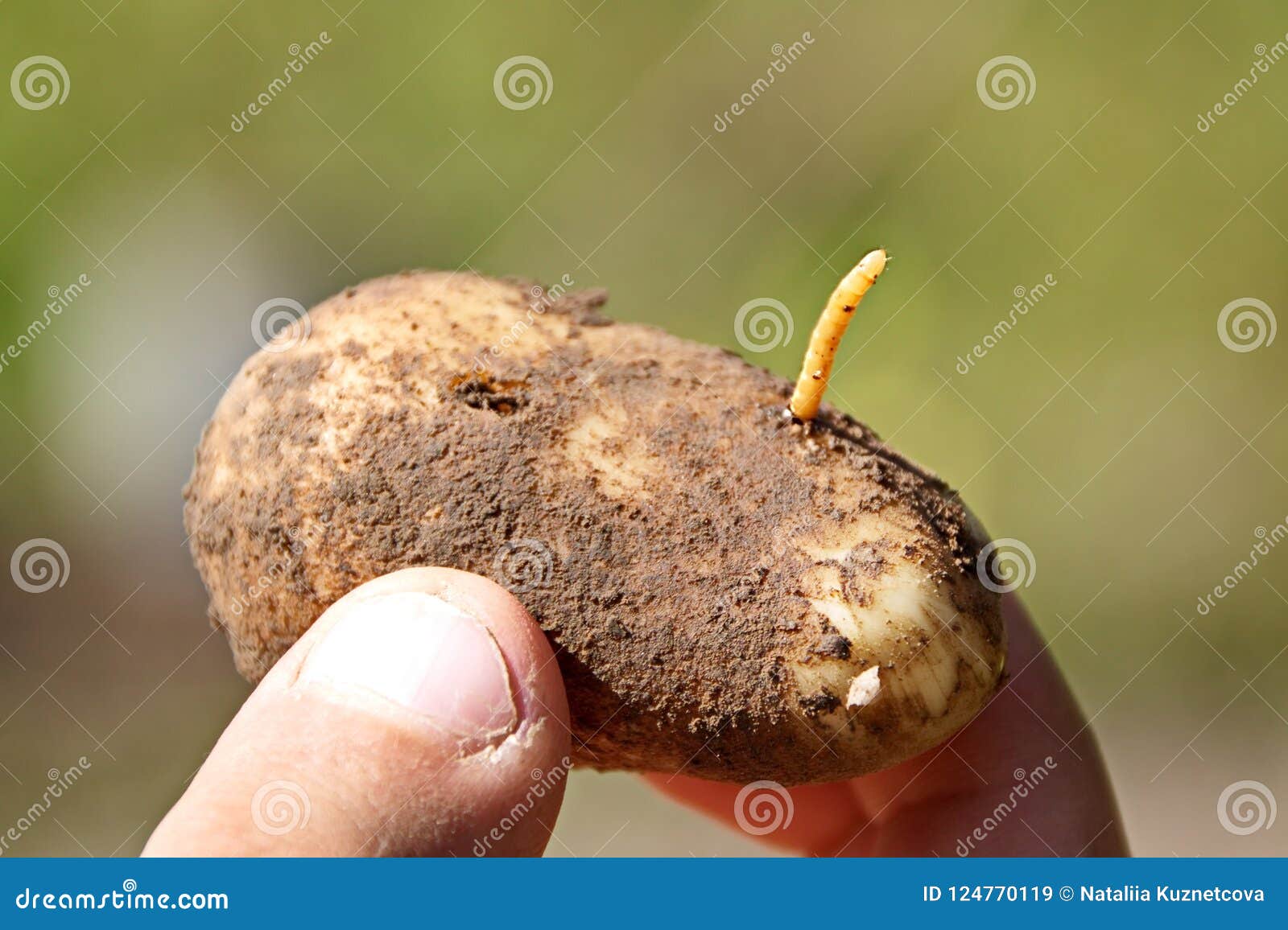 The Wireworm is the Larva of a Beetle of the Click Beetle on Potatoes ...