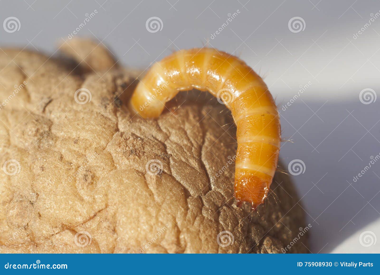 Wireworm in potato stock photo. Image of creature, insect - 75908930