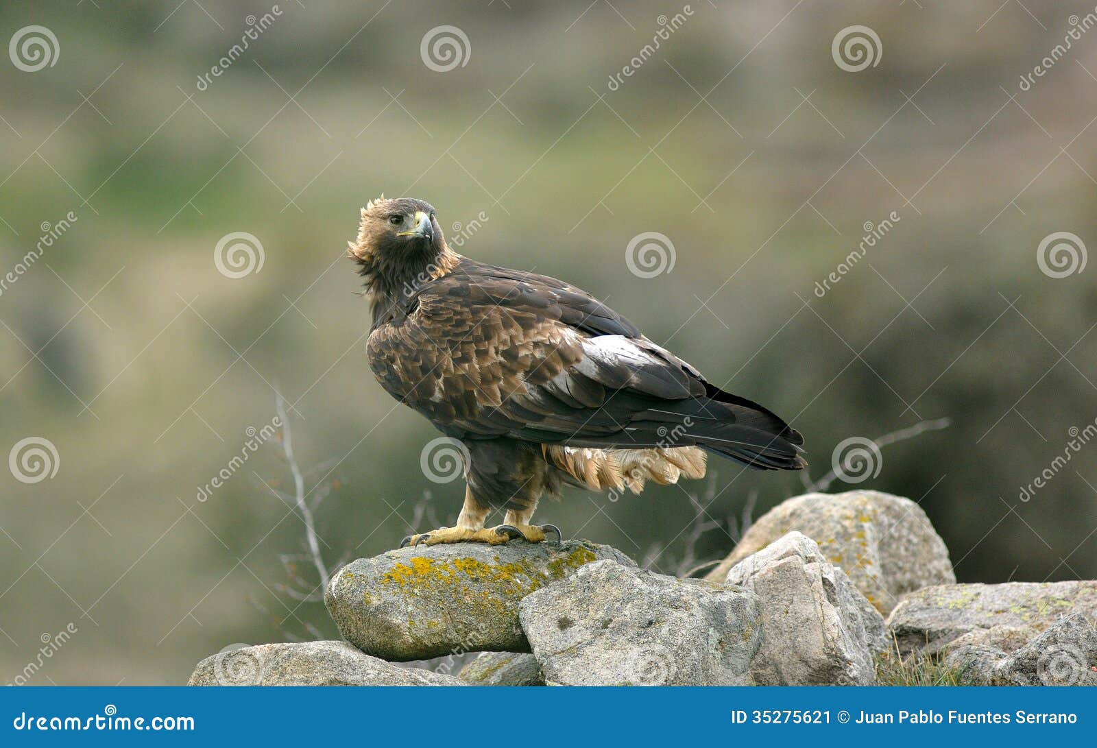 Wirkliches Adlerweibchen stockbild. Bild von federn, gold - 35275621