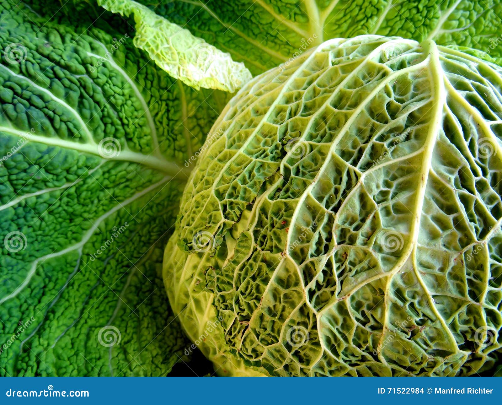 Wirsing stockfoto. Bild von nahaufnahme, nahrung, kulinarisch - 71522984