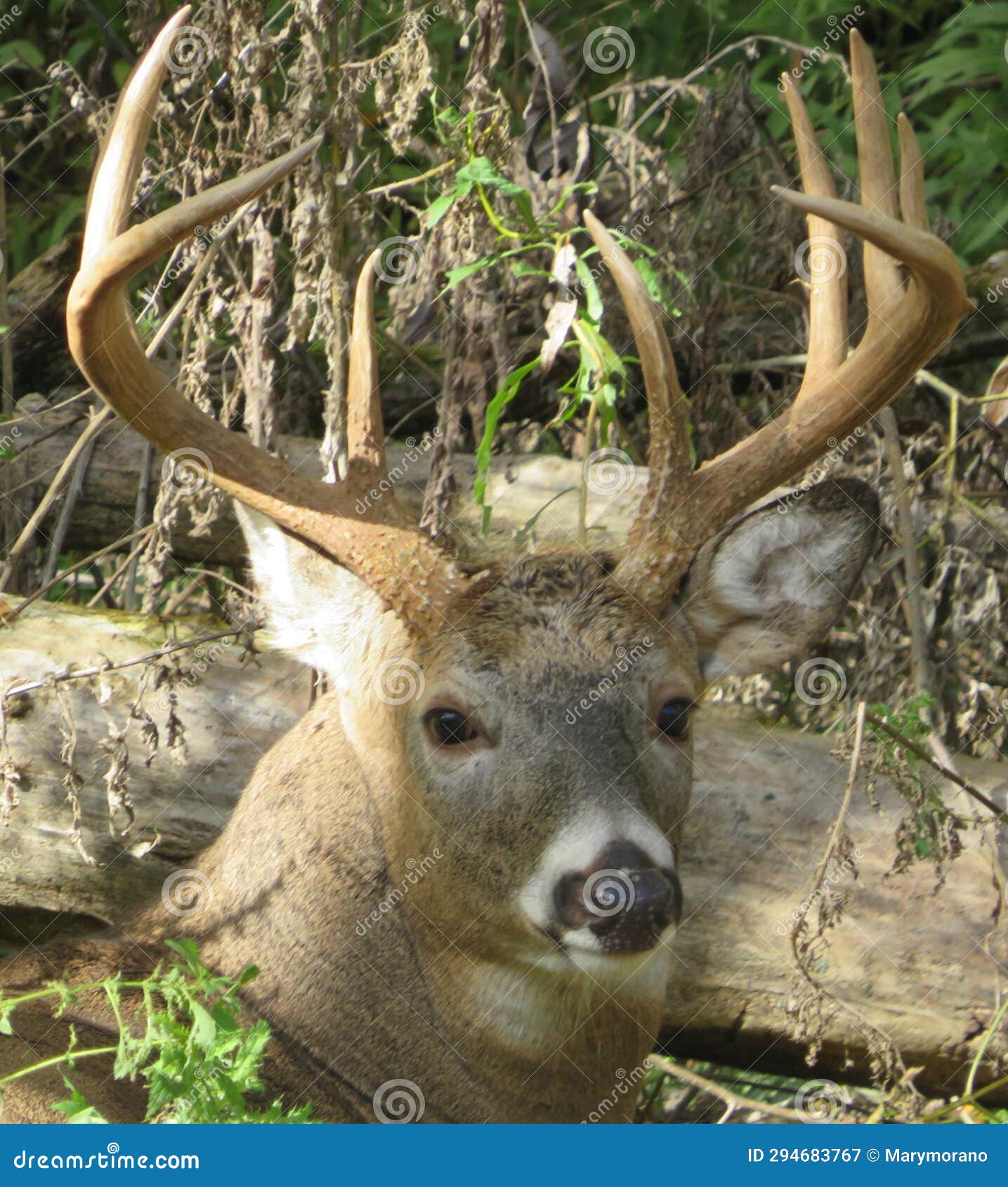 Wisconsin Big Buck. White Tailed Deer Stock Image - Image of tailed ...