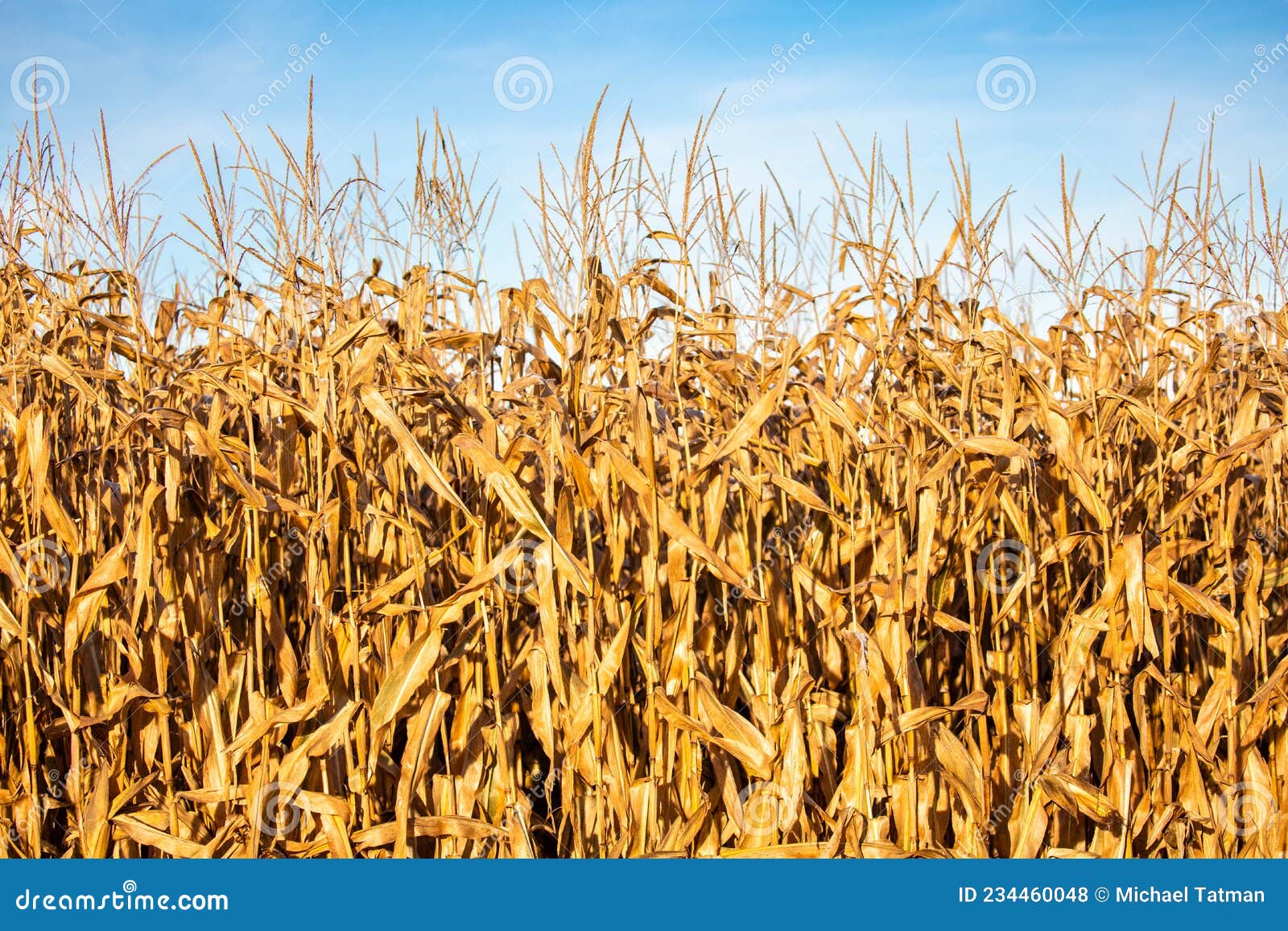 Wisconsin Cornfield with a Blue Sky in October Stock Photo - Image of ...