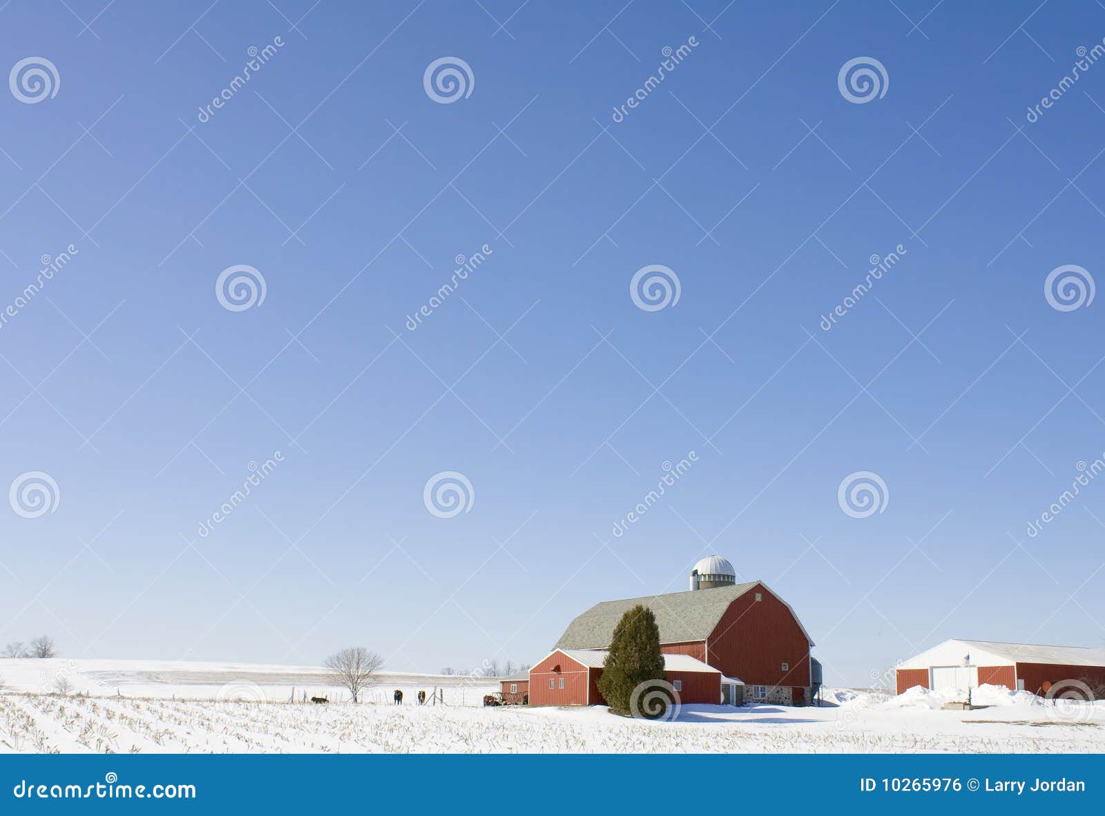 Wisconsin Dairy Farm in the Winter Stock Photo - Image of barn, farm ...