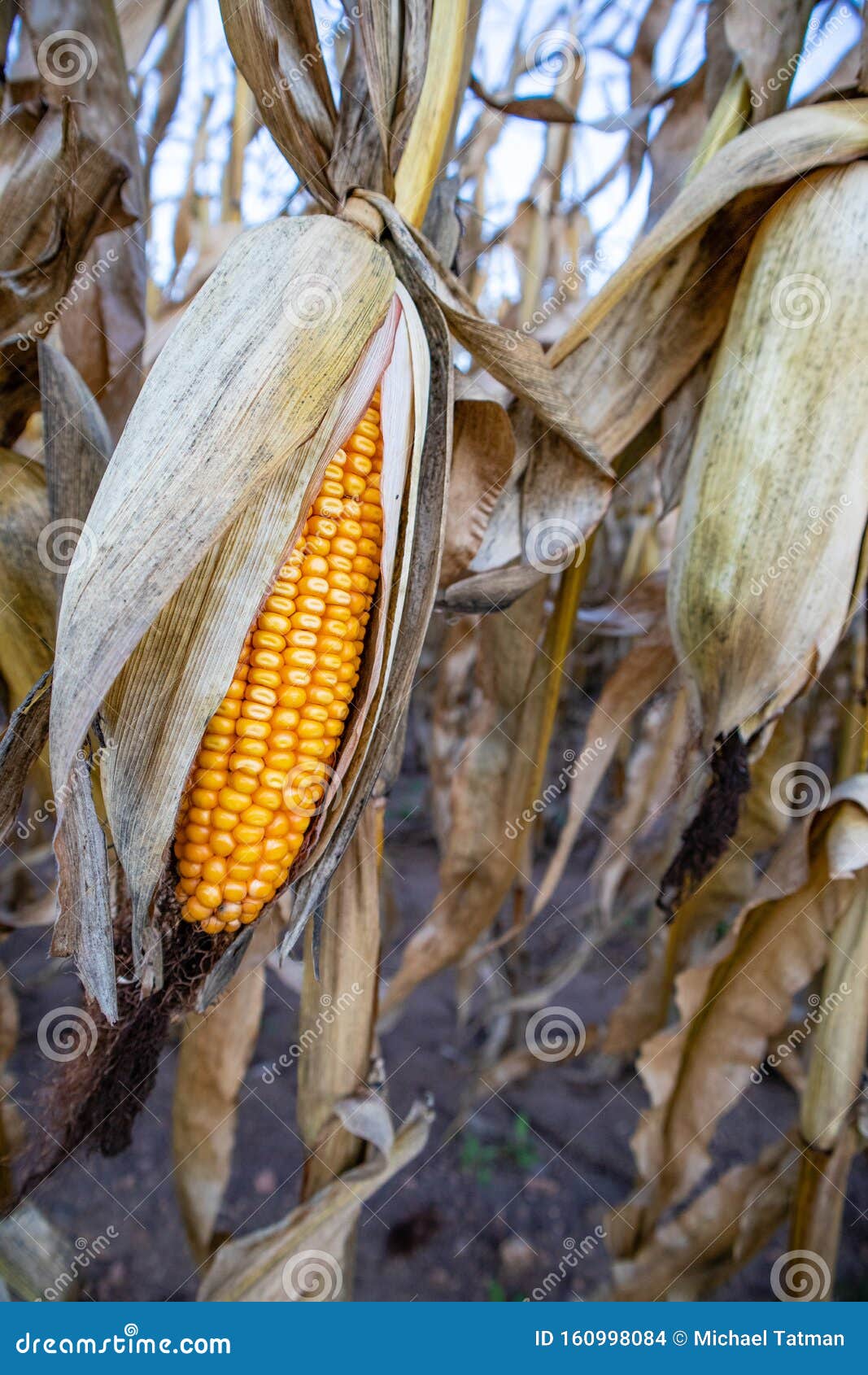 Field Corn Ready for Harvest in October Stock Photo - Image of field ...