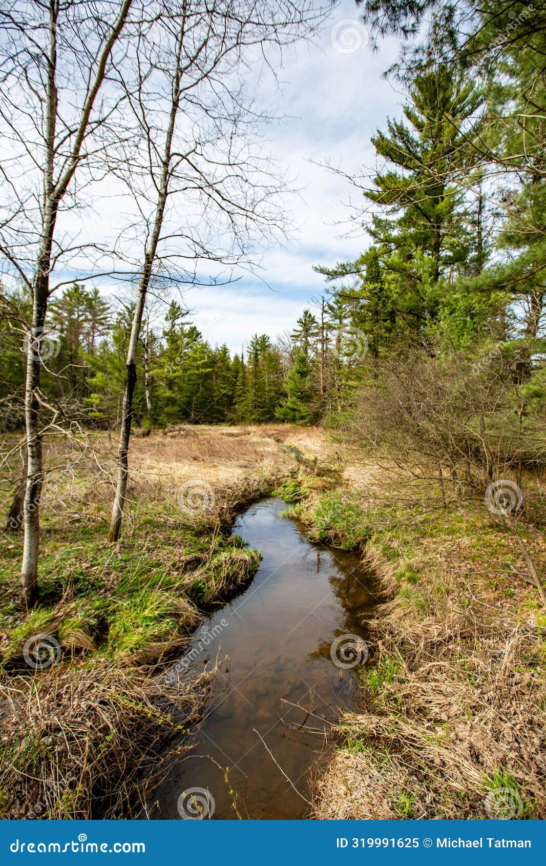 Wisconsin Forest with a Creek Running through it in Springtime Stock ...