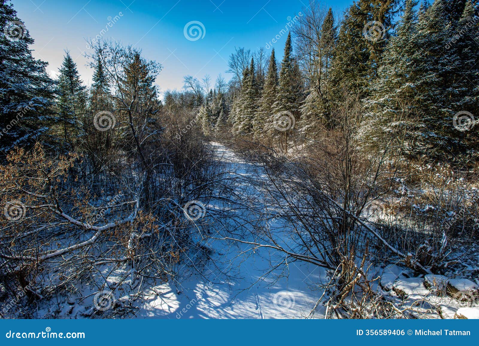 Wisconsin Forest with a Frozen Stream and a Blue Sky Stock Photo ...