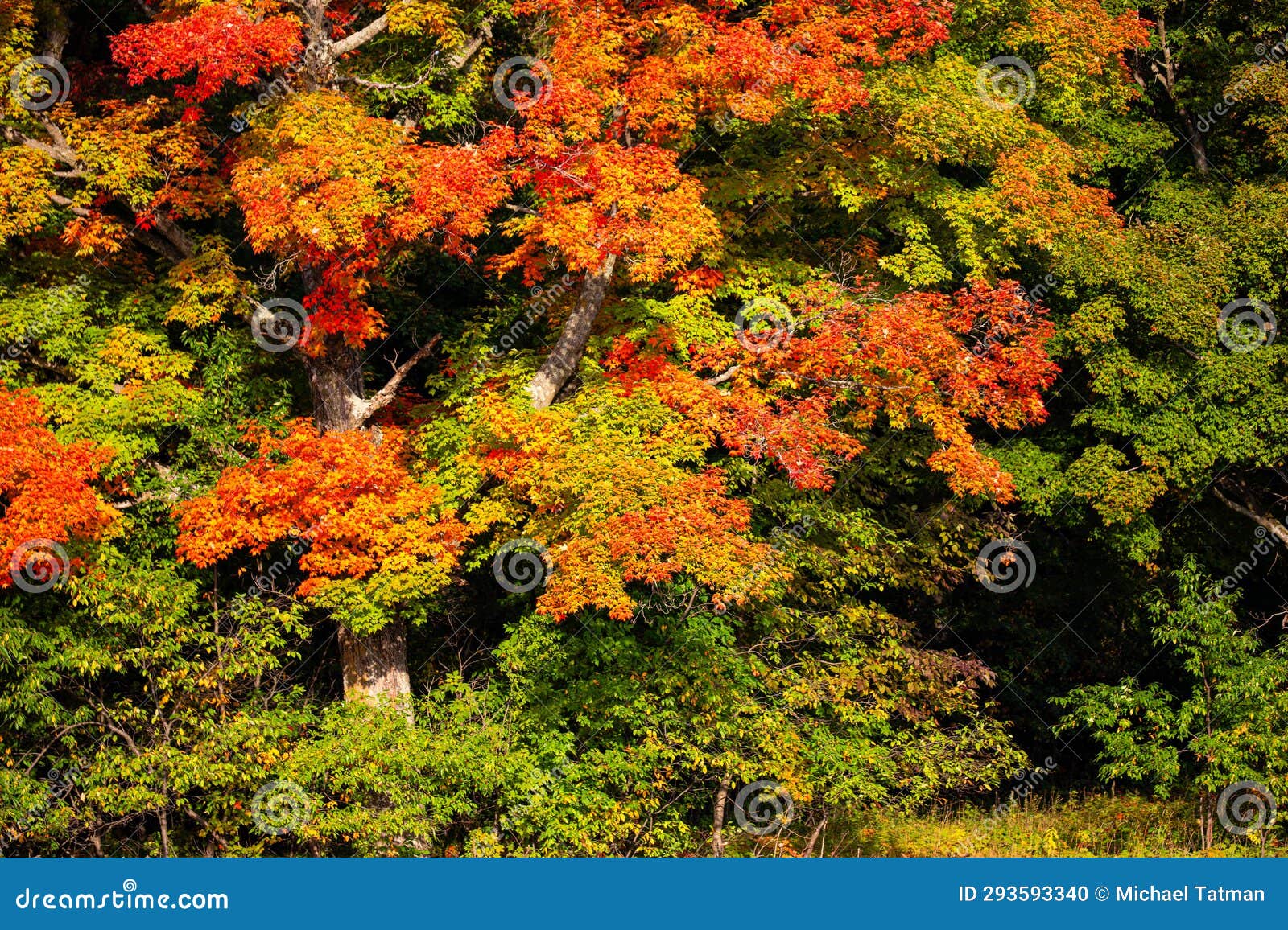Wisconsin Maple Tree Turning Red at the End of Summer Stock Photo ...