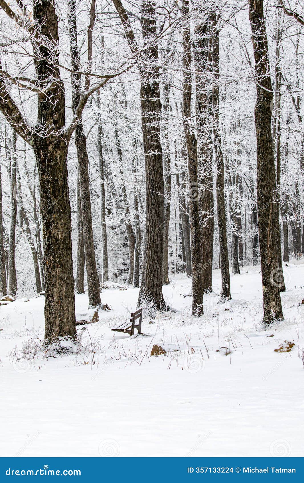 Wisconsin Park in Winter with Snow Covering Trees Stock Photo - Image ...