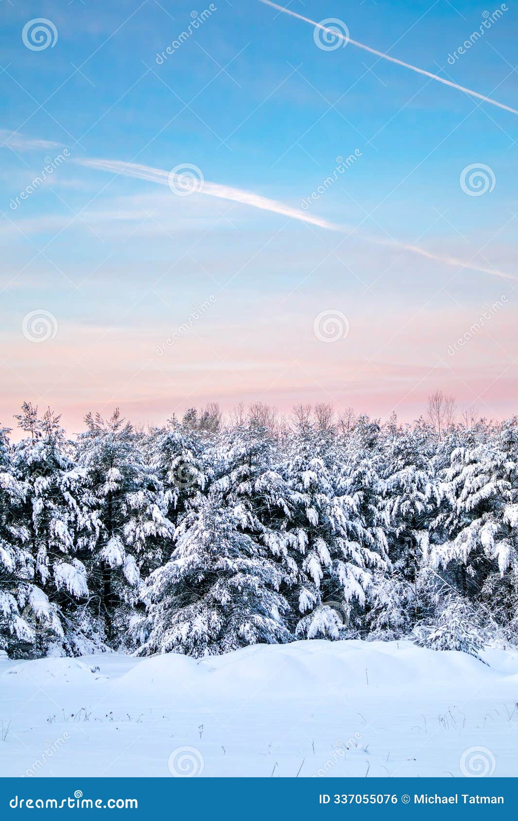 Wisconsin Pine Trees Covered with Snow in January Stock Photo - Image ...