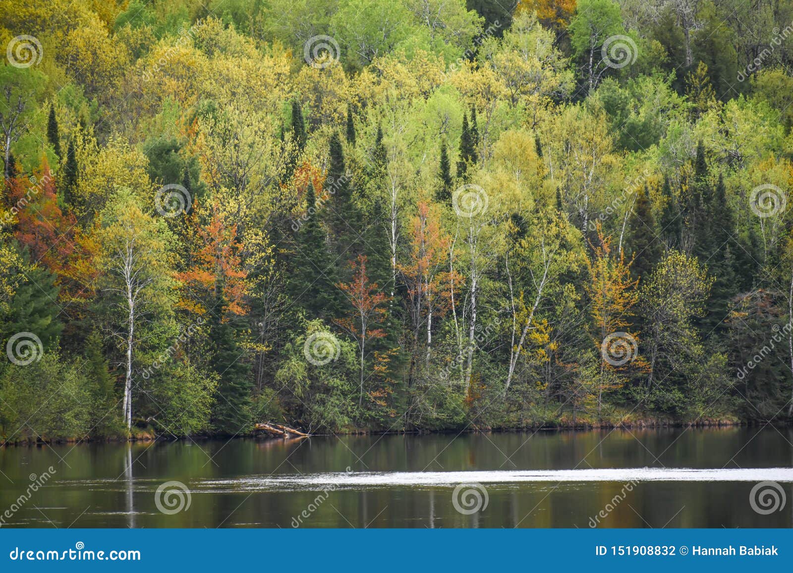 The Wisconsin River with Spring Trees Stock Photo - Image of wisconsin ...