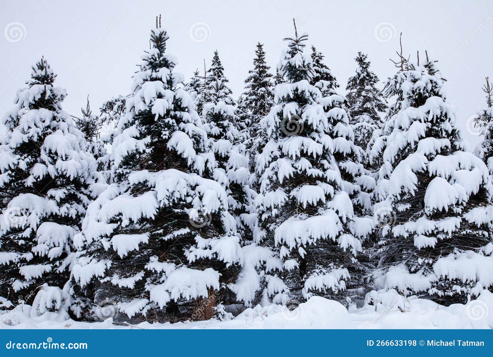 Wisconsin Snow Covered Pine Trees in December Stock Photo - Image of ...