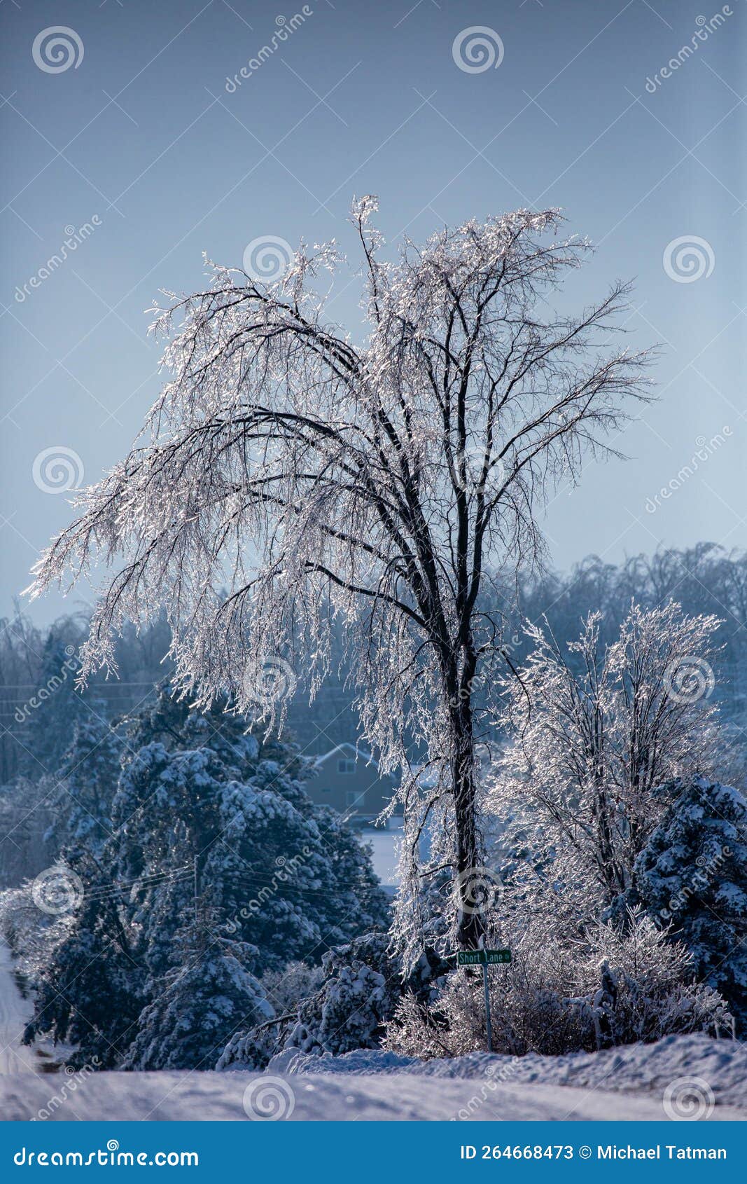 Wisconsin Tree Branches Bending from Ice after a December Storm Stock ...