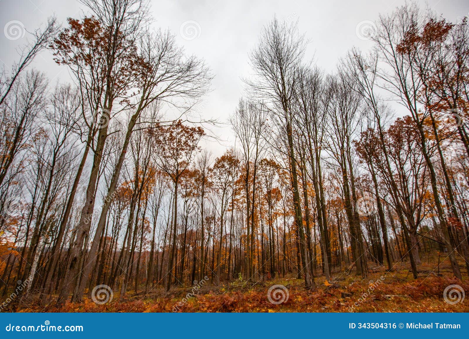 Wisconsin Trees in October with Half of Their Leaves Fallen Stock Photo ...