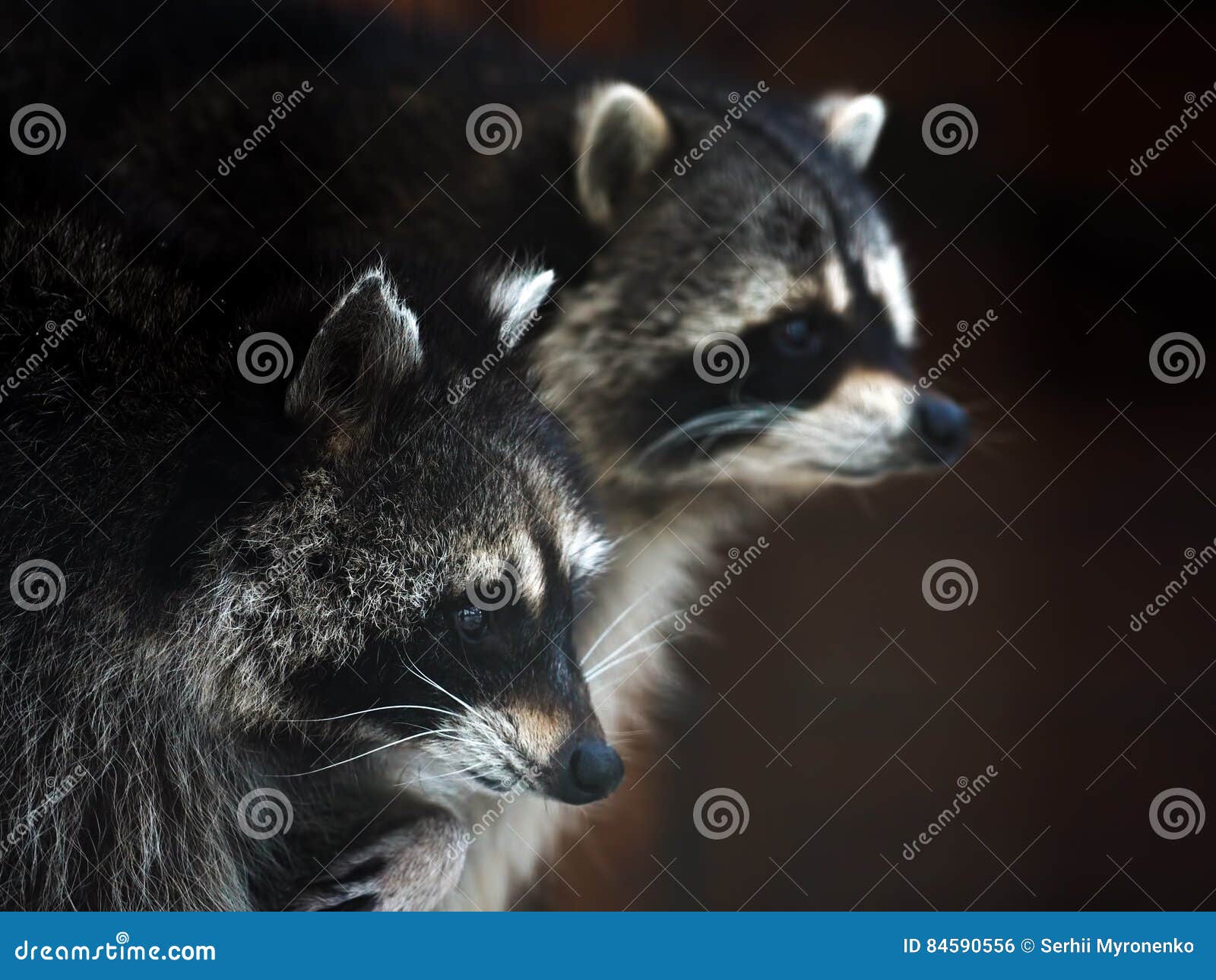 Two Young Racoons In Nest Stock Photography | CartoonDealer.com #216348374