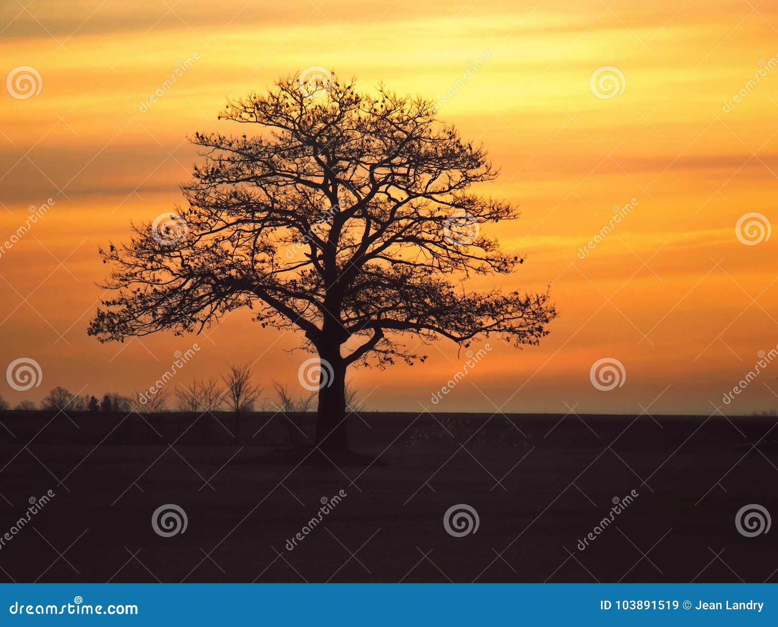 Oak Tree Silhouette Against Orange Color Sunset Sky Stock Image - Image ...
