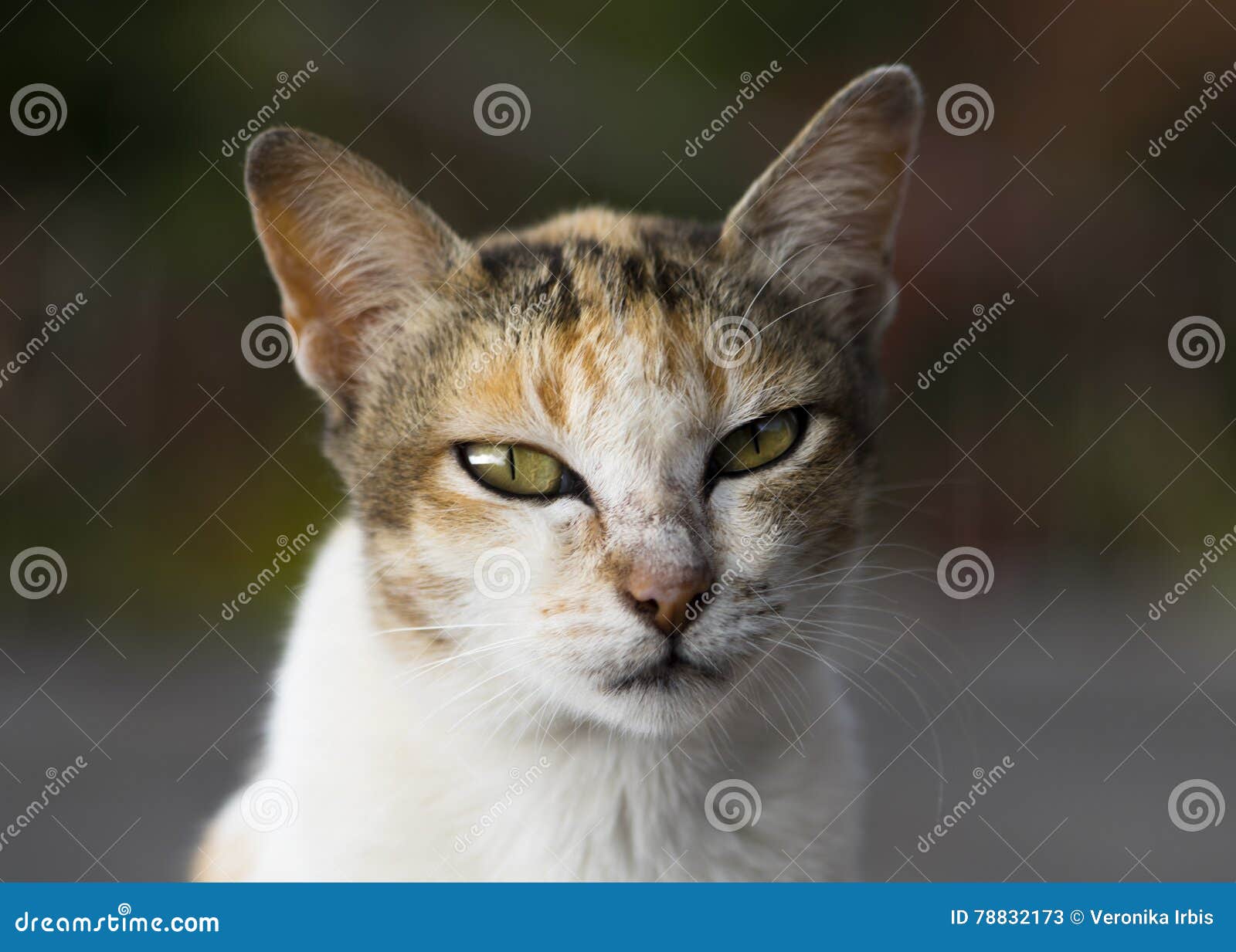 Wise cat stock image. Image of wise, wisecat, kitten - 78832173