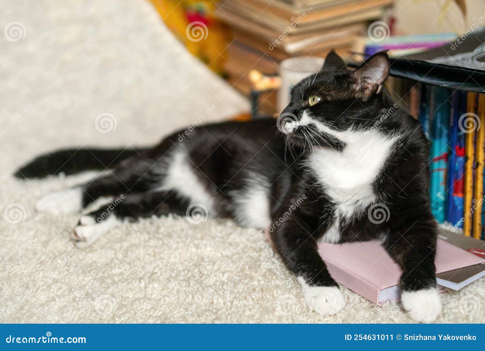 Wise Cat and Books. Cat Thinks Stock Image - Image of portrait ...